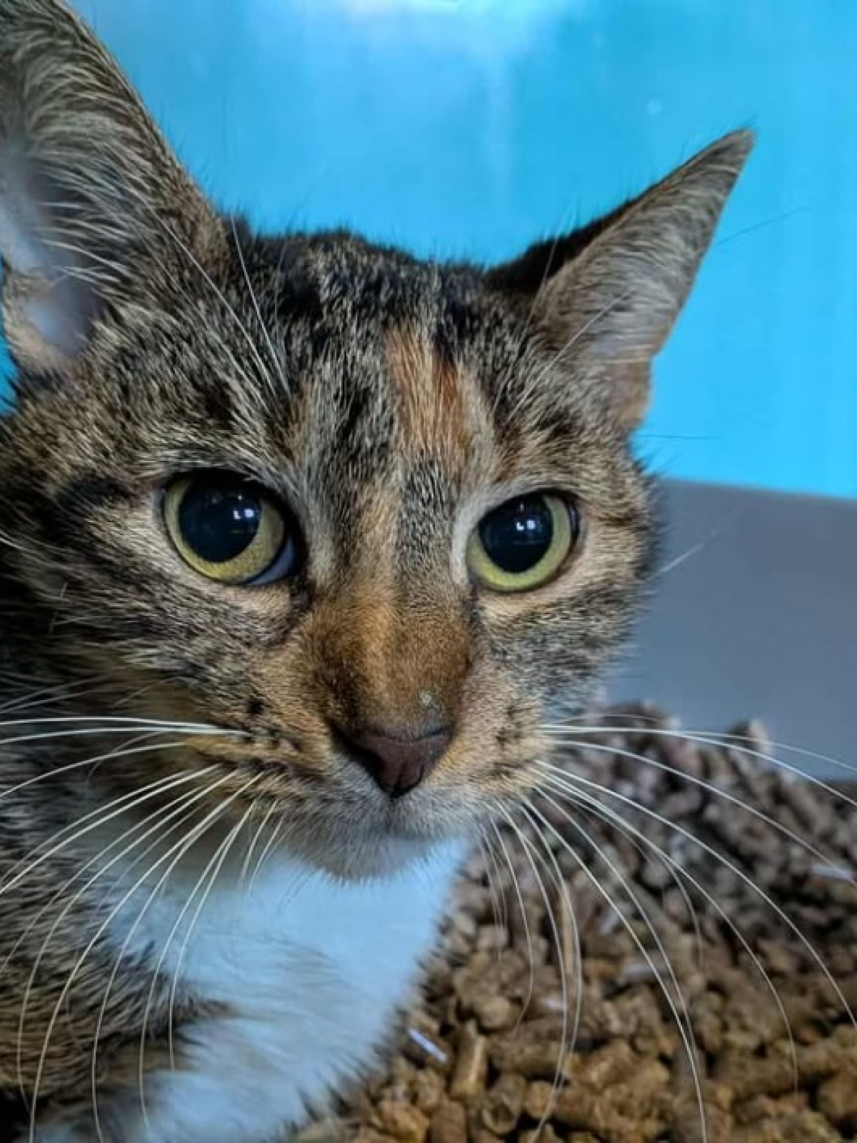 Gisele - Européen à adopter à Saint-Omer (62) - Animaux.fr