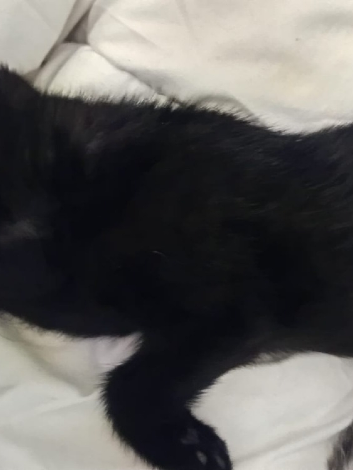 America - Européen à adopter à Rennes (35) - Animaux.fr