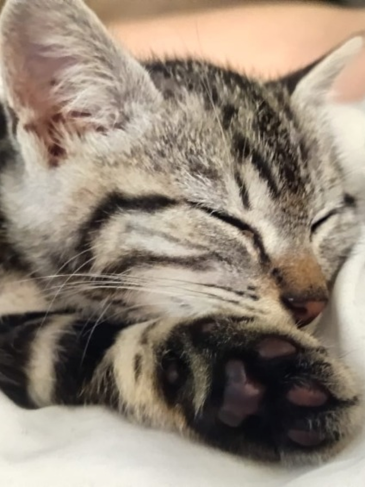 Captain - Européen à adopter à Rennes (35) - Animaux.fr