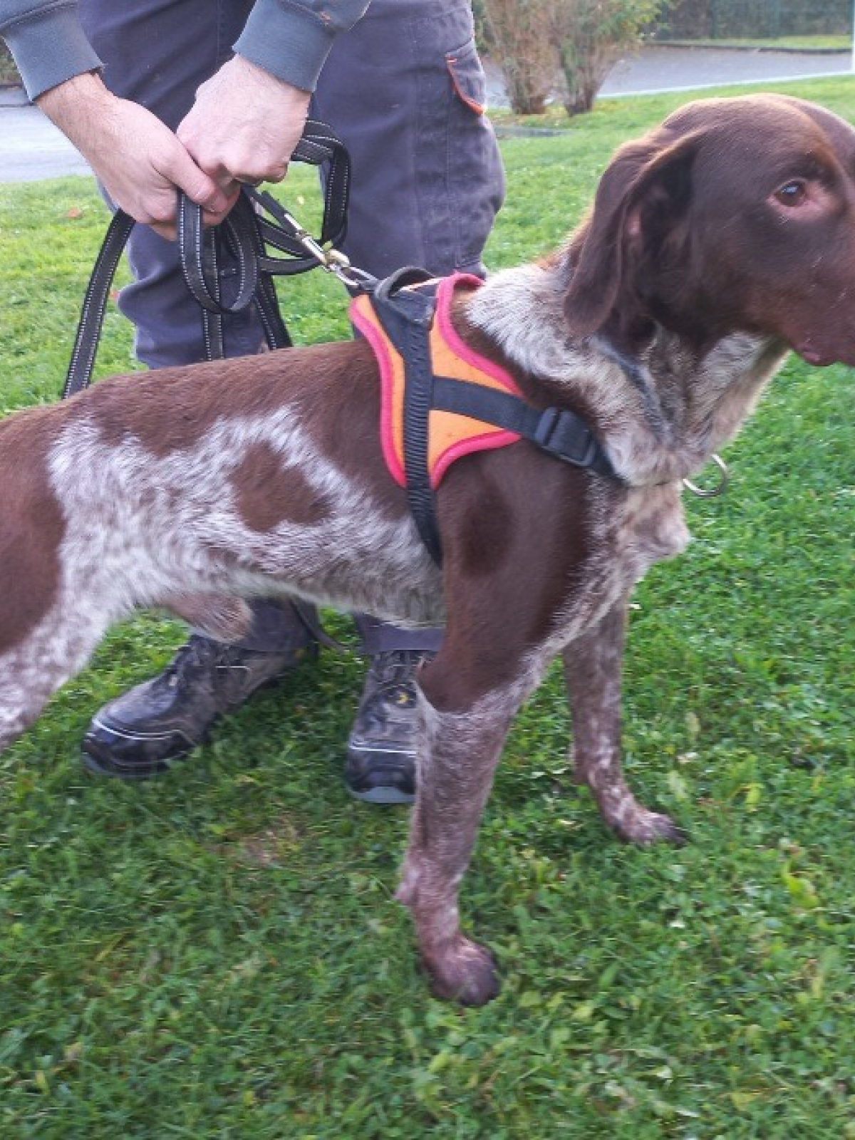 Black - Chien à adopter à Tilloy-lès-Mofflaines (62) - Animaux.fr