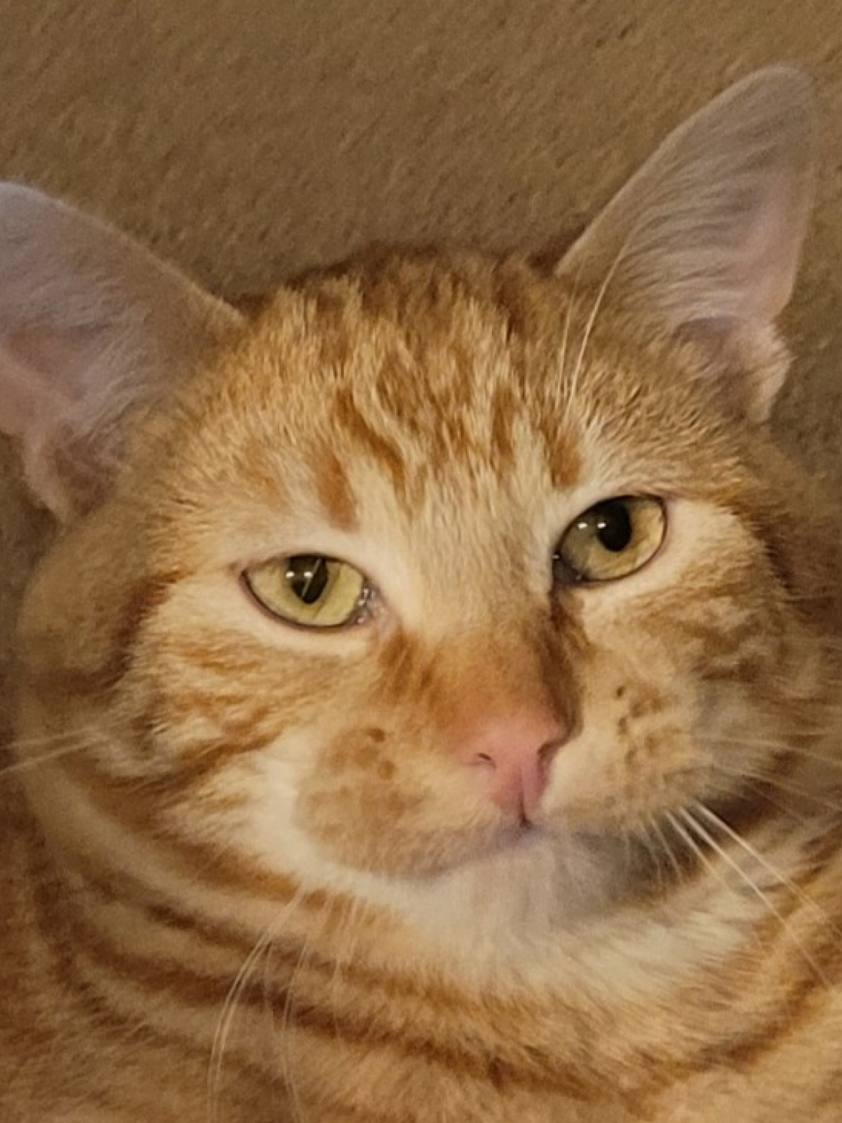 Winifred - Européen à adopter à Luynes (37) - Animaux.fr
