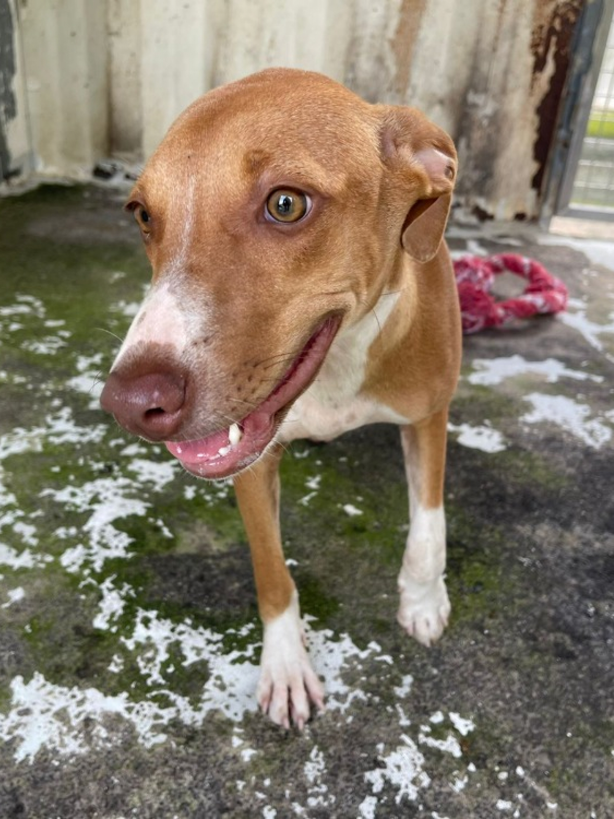 Indi - Chien à adopter à Rennes (35) - Animaux.fr