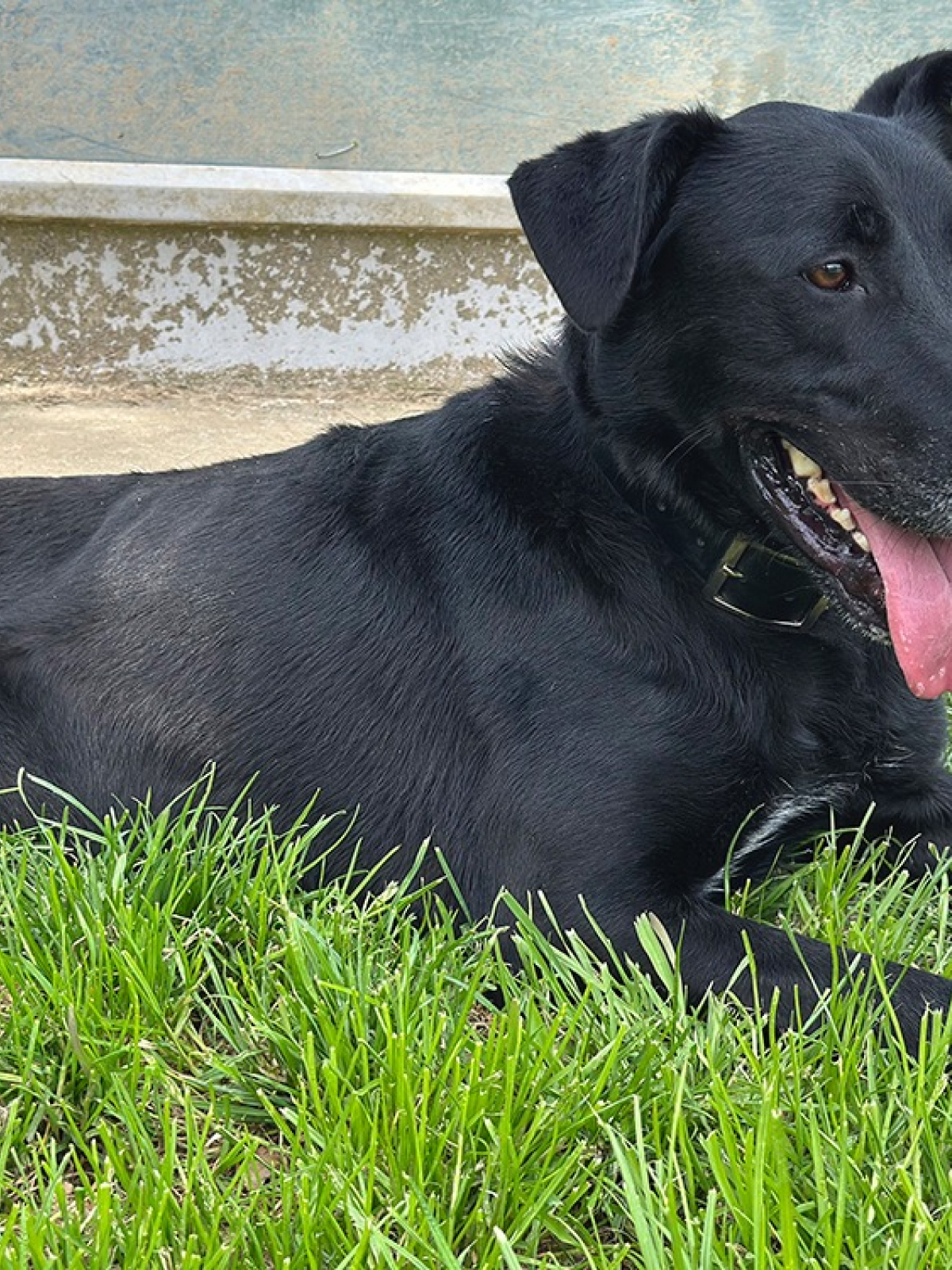 Valou - Chien à adopter à Les Sables-d'Olonne (85) - Animaux.fr
