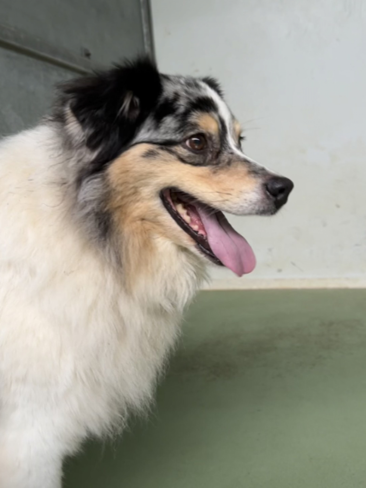 Wendy - Chien à adopter à Morée (41) - Animaux.fr