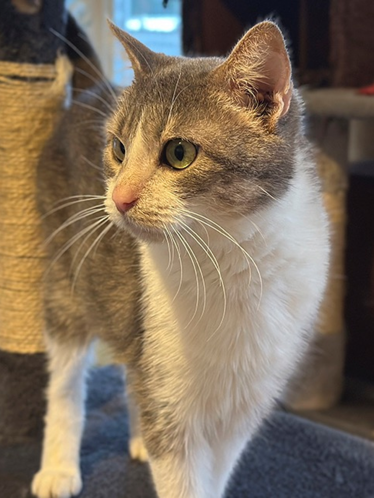 Chipie - Européen à adopter à Les Sables-d'Olonne (85) - Animaux.fr