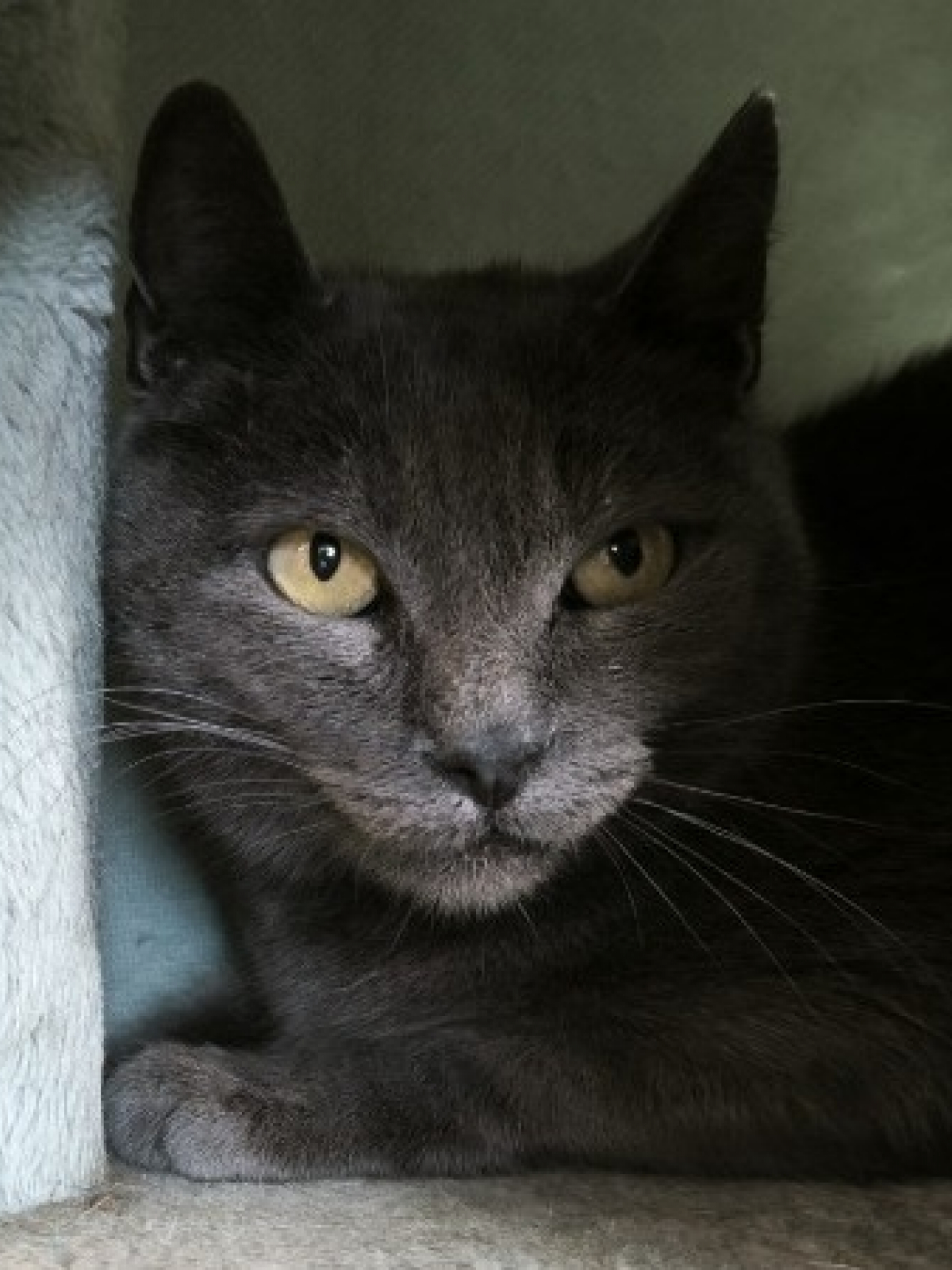 Fiby résérvé - Européen à adopter à Flayosc (83) - Animaux.fr