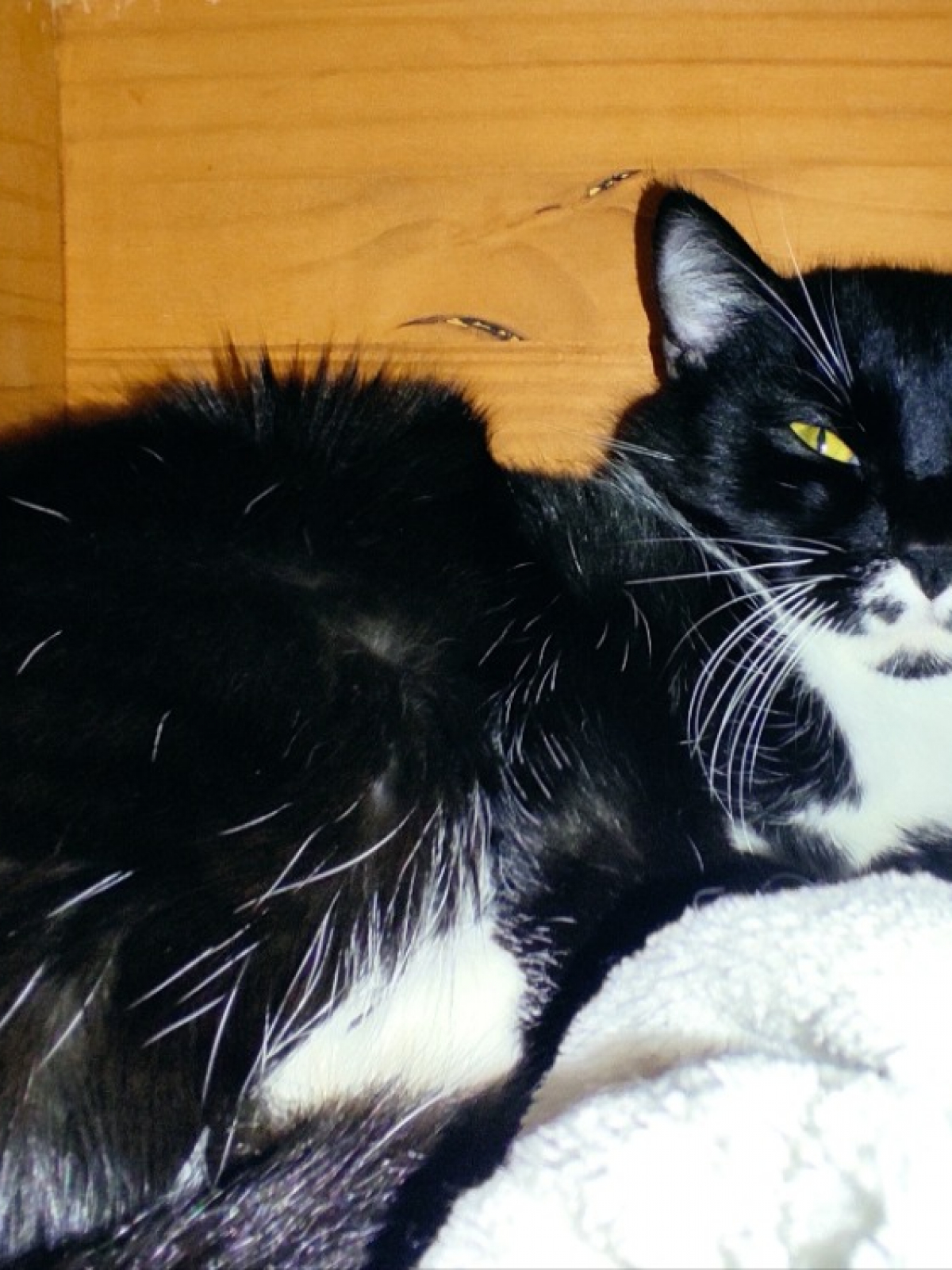 Malibu - Européen à adopter à Flayosc (83) - Animaux.fr