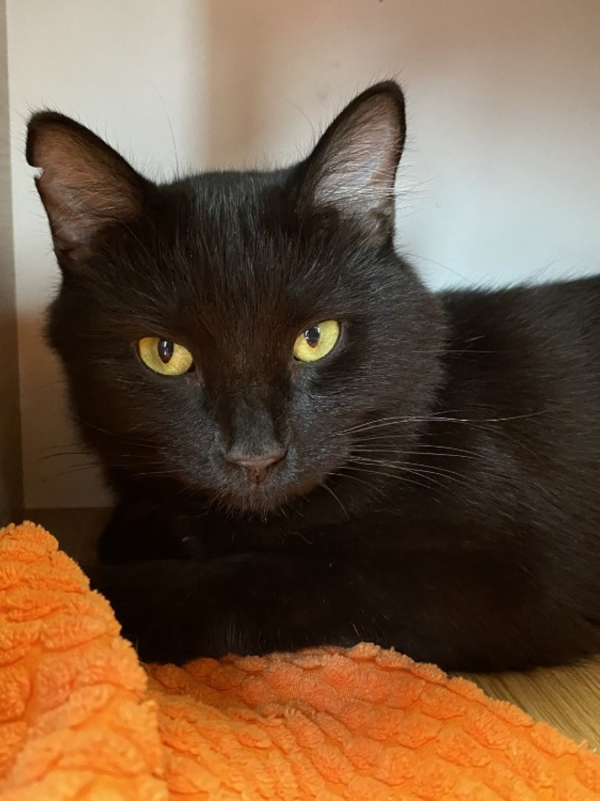 Miss coco - Européen à adopter à Tourcoing (59) - Animaux.fr