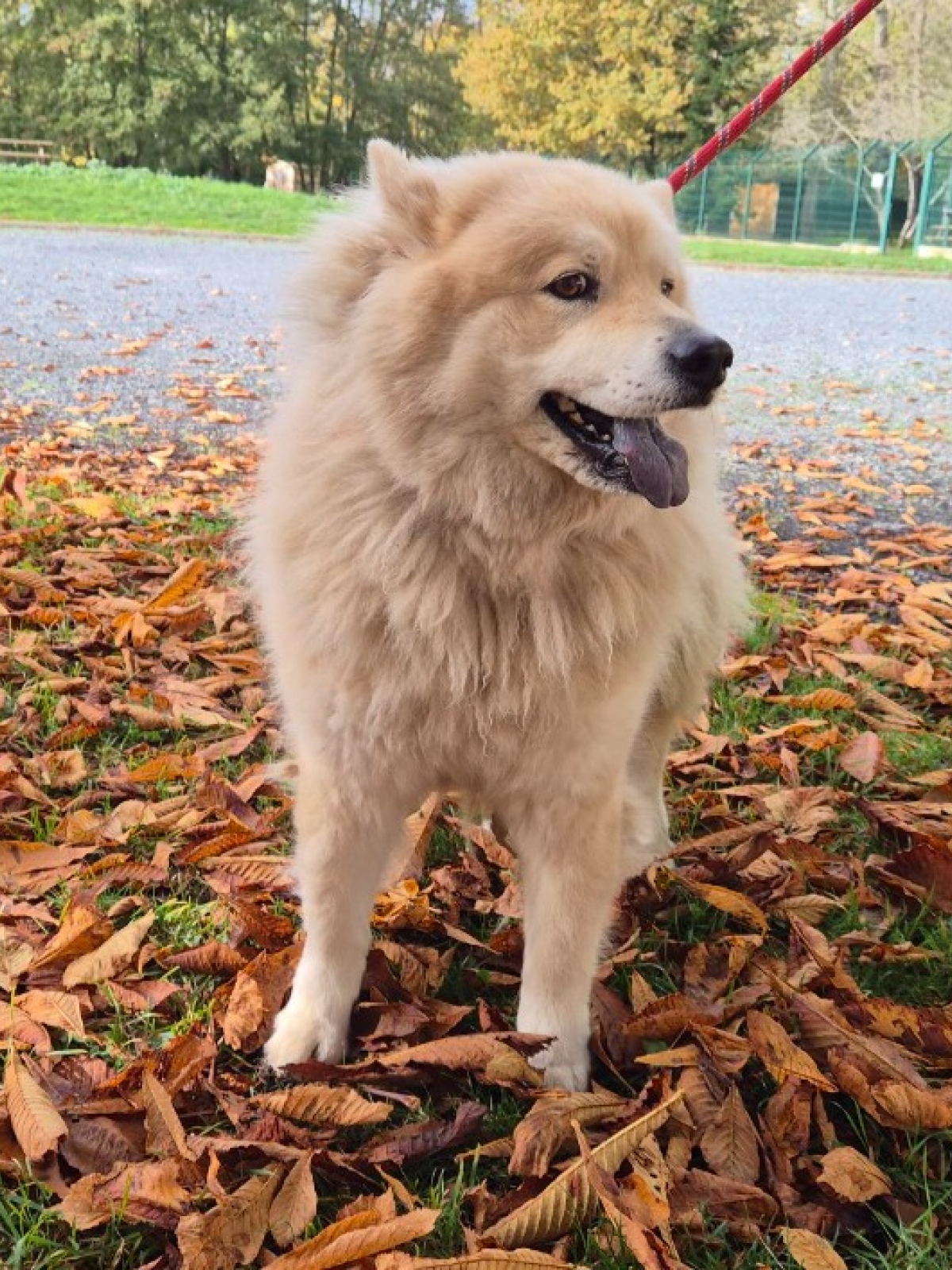 Patcha - Eurasier à adopter à Yvré-l’évêque (72) - Animaux.fr
