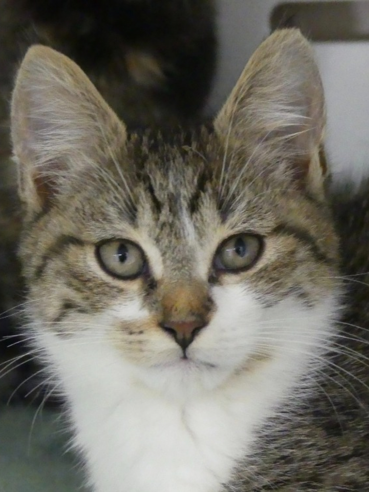Ginger réservé - Européen à adopter à Maubert-Fontaine (08) - Animaux.fr