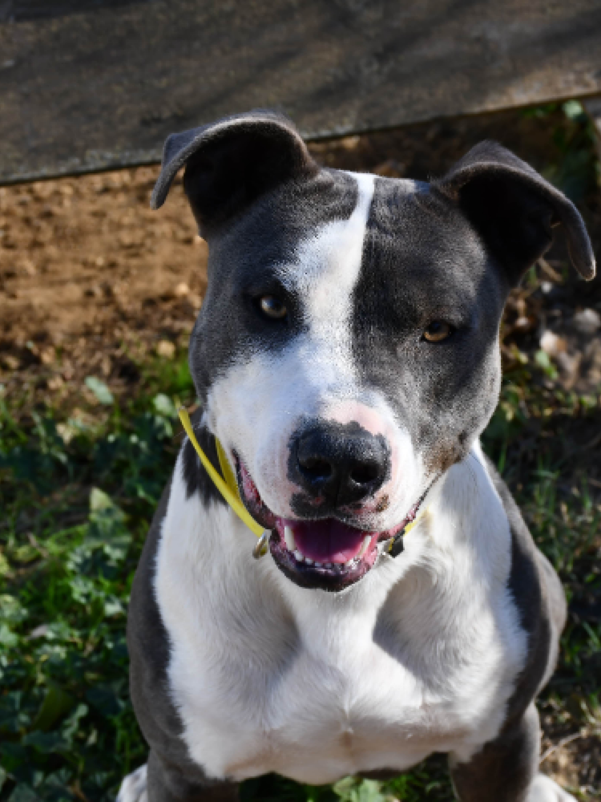Max - Chien à adopter à Perpignan (66) - Animaux.fr