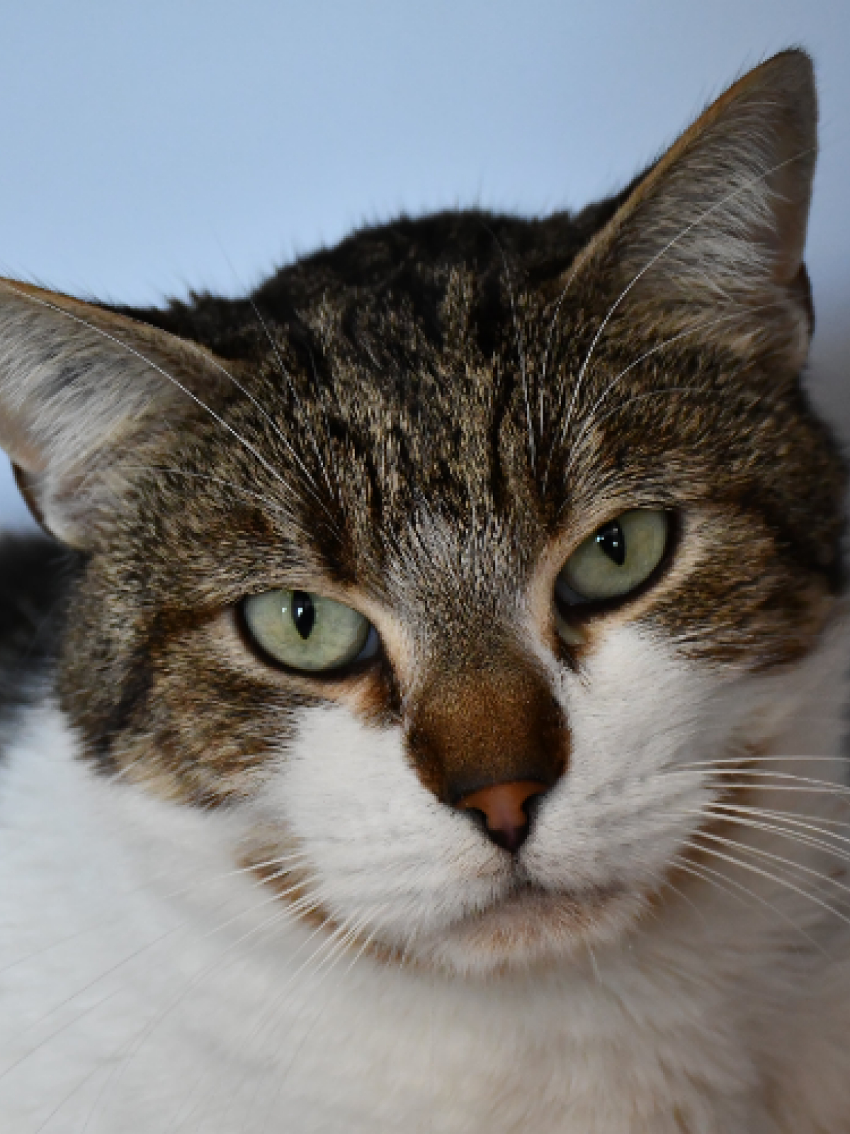 Camel - Européen à adopter à Perpignan (66) - Animaux.fr