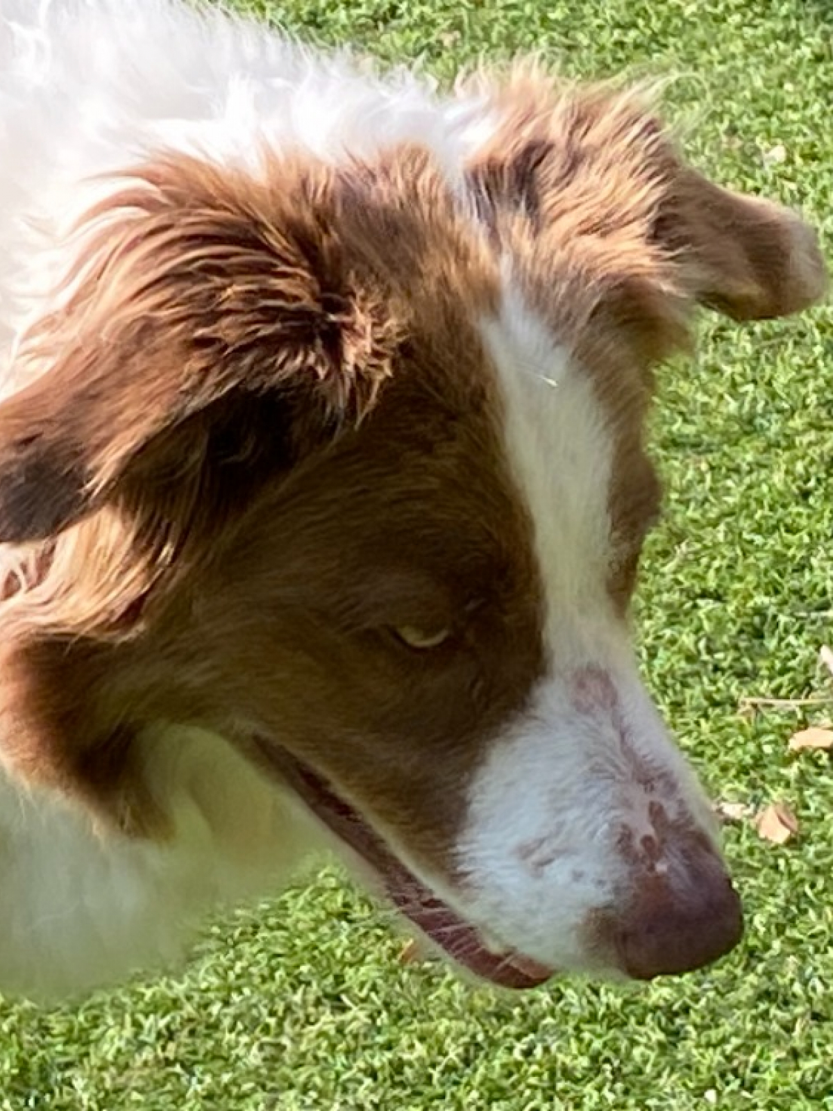 Rusty - Border Collie à adopter à Le Cannet (06) - Animaux.fr