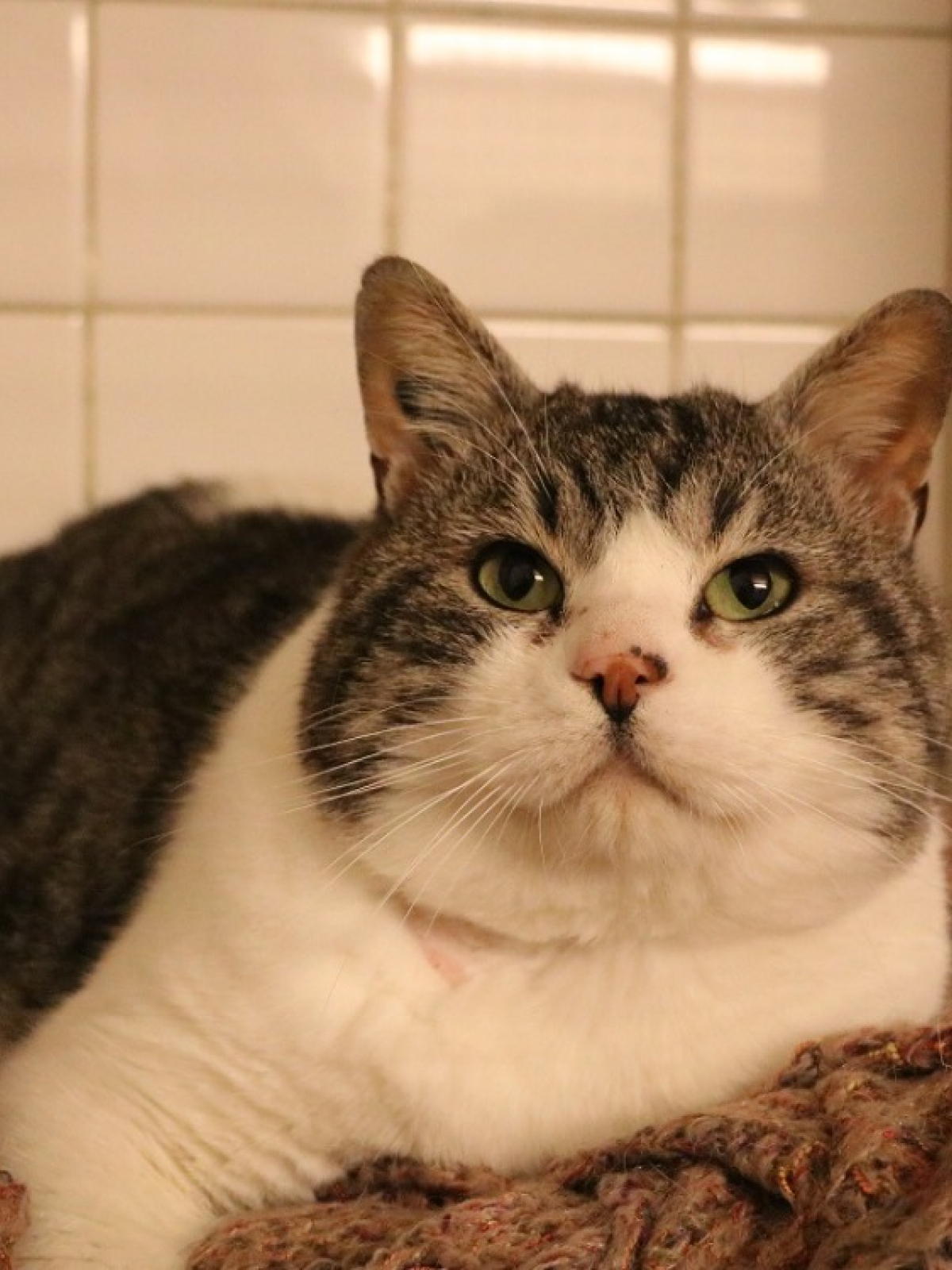Argos - Européen à adopter à Hermeray (78) - Animaux.fr