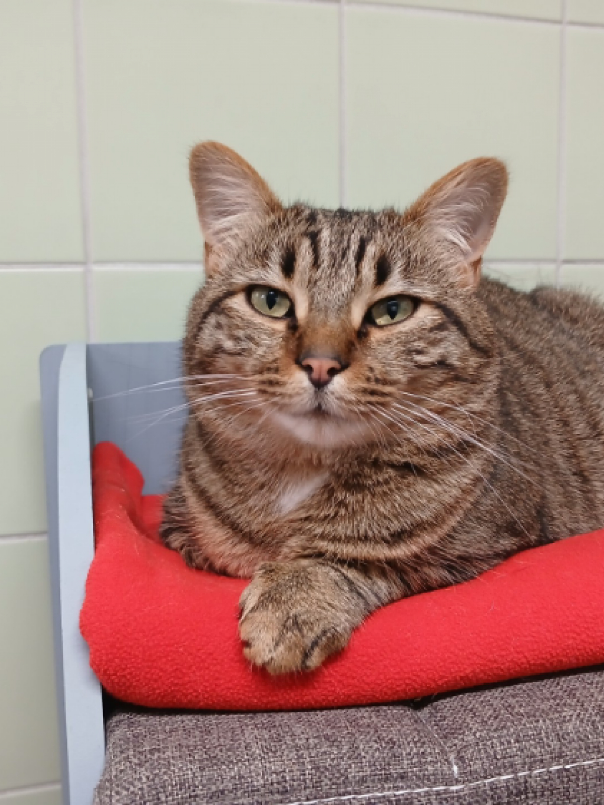 Ronchon - Européen à adopter à Morée (41) - Animaux.fr