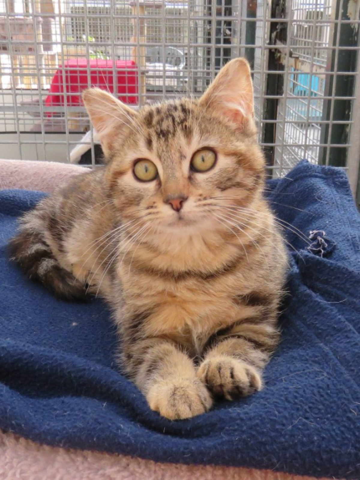 Lila - Européen à adopter à Chilleurs-aux-Bois (45) - Animaux.fr