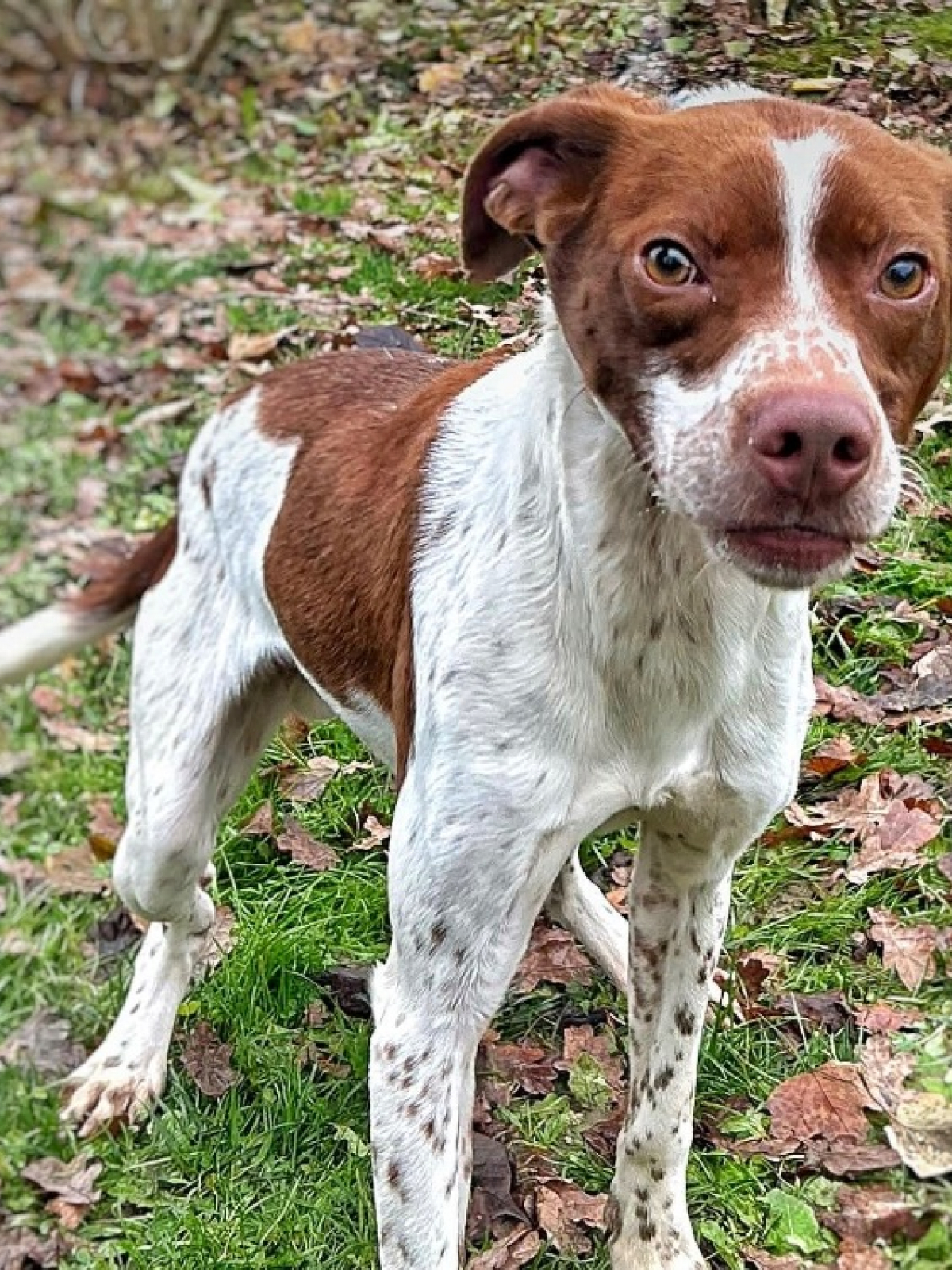 Hubris - Chien à adopter à Compiègne (60) - Animaux.fr