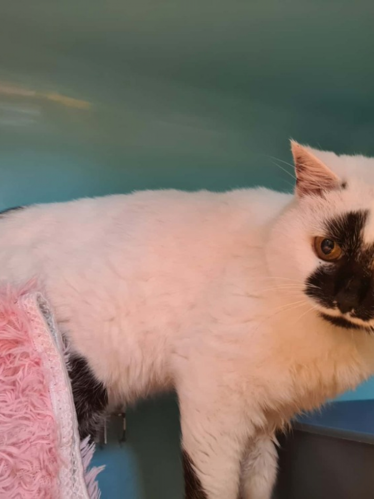 Galou - Européen à adopter à Rennes (35) - Animaux.fr
