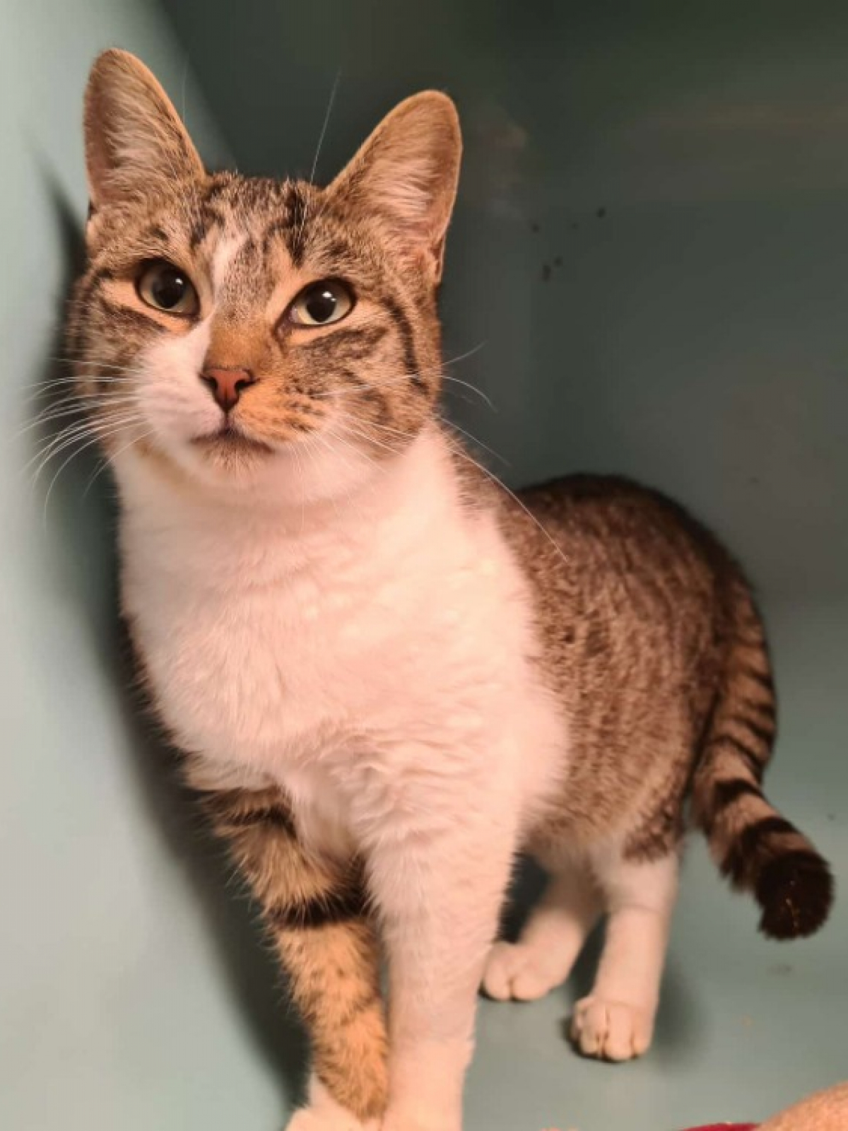 Marie - Européen à adopter à Rennes (35) - Animaux.fr