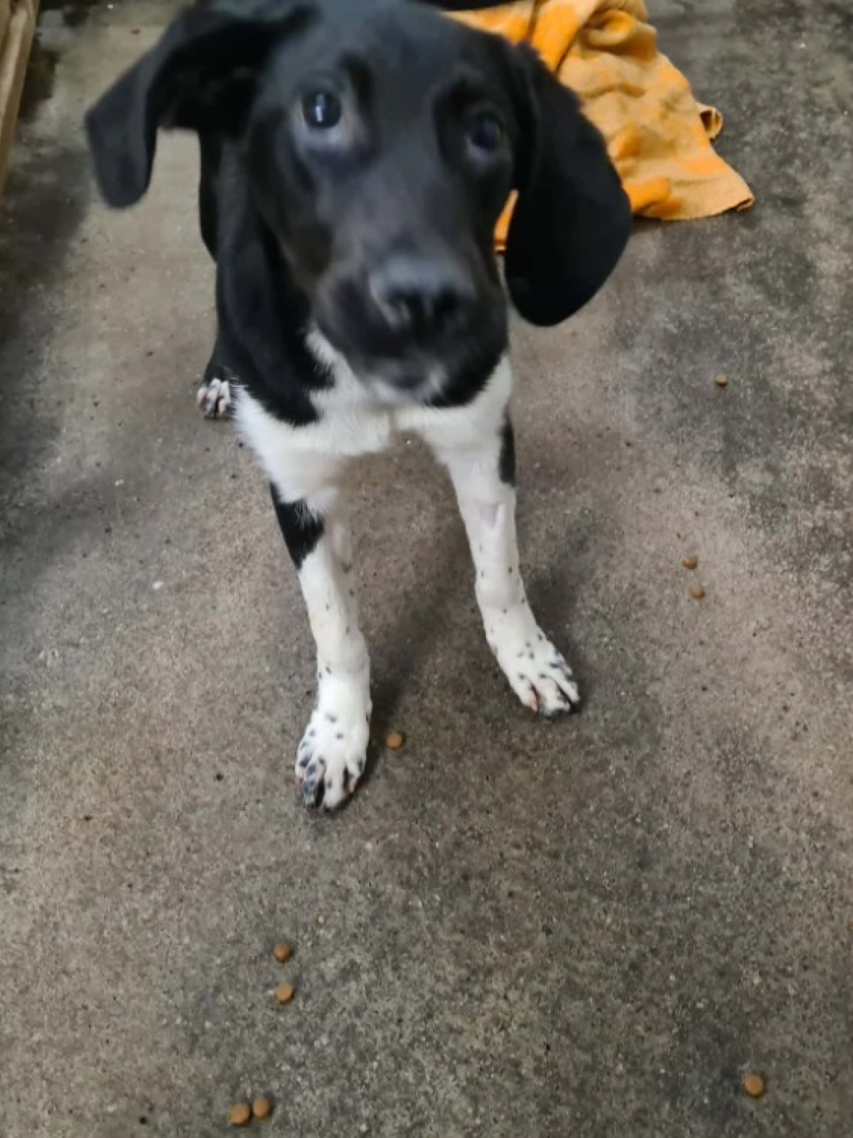 Oratorio - Border Collie à adopter à Rennes (35) - Animaux.fr