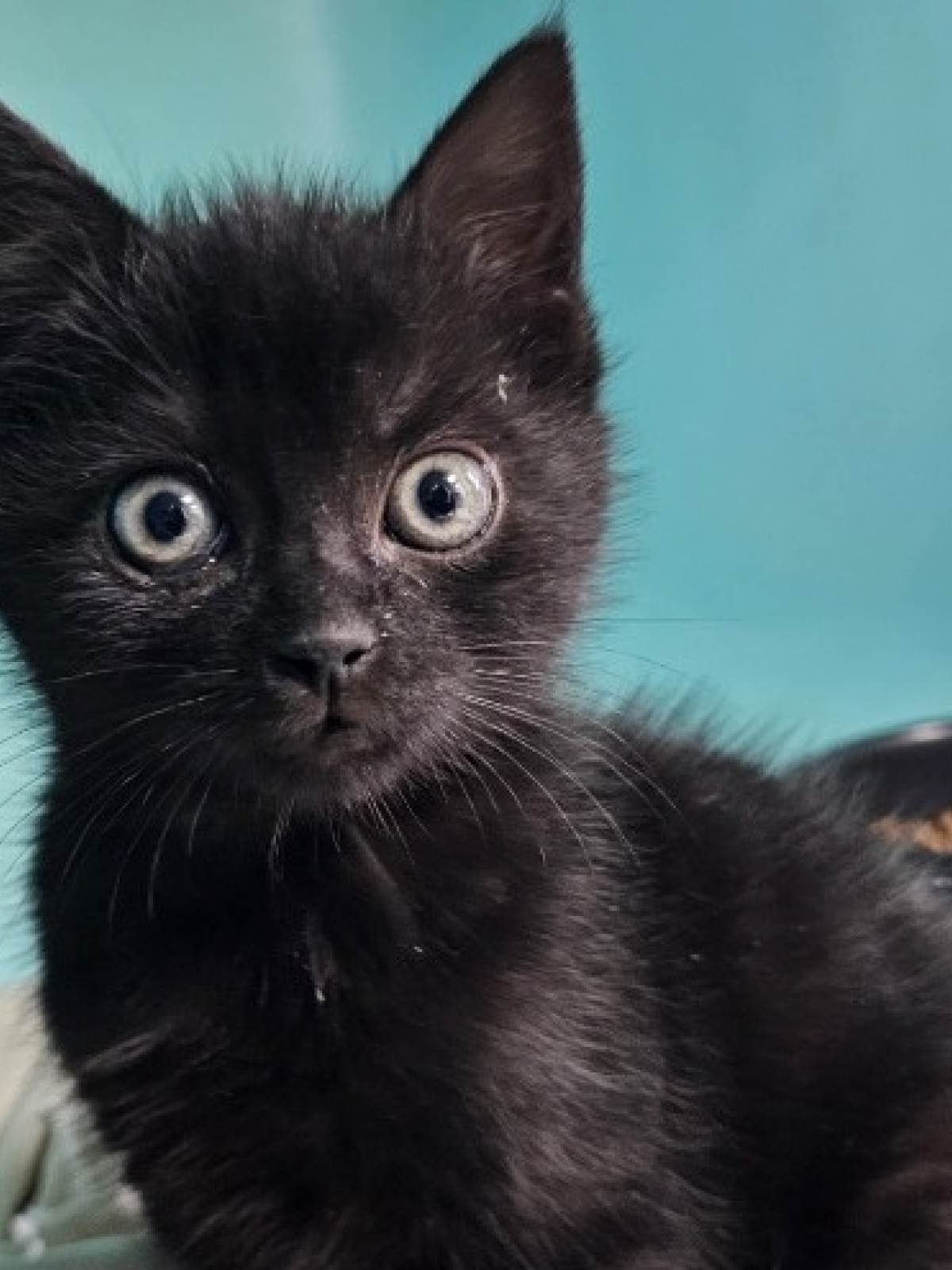Bertold - Européen à adopter à Arry (57) - Animaux.fr