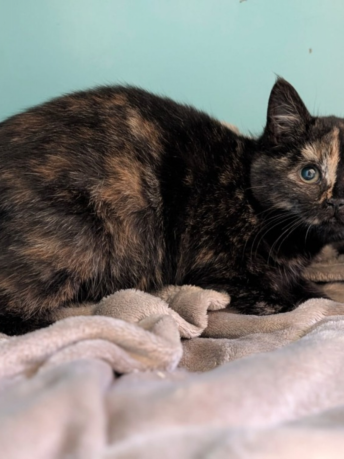 Manaki - Européen à adopter à Brugheas (03) - Animaux.fr