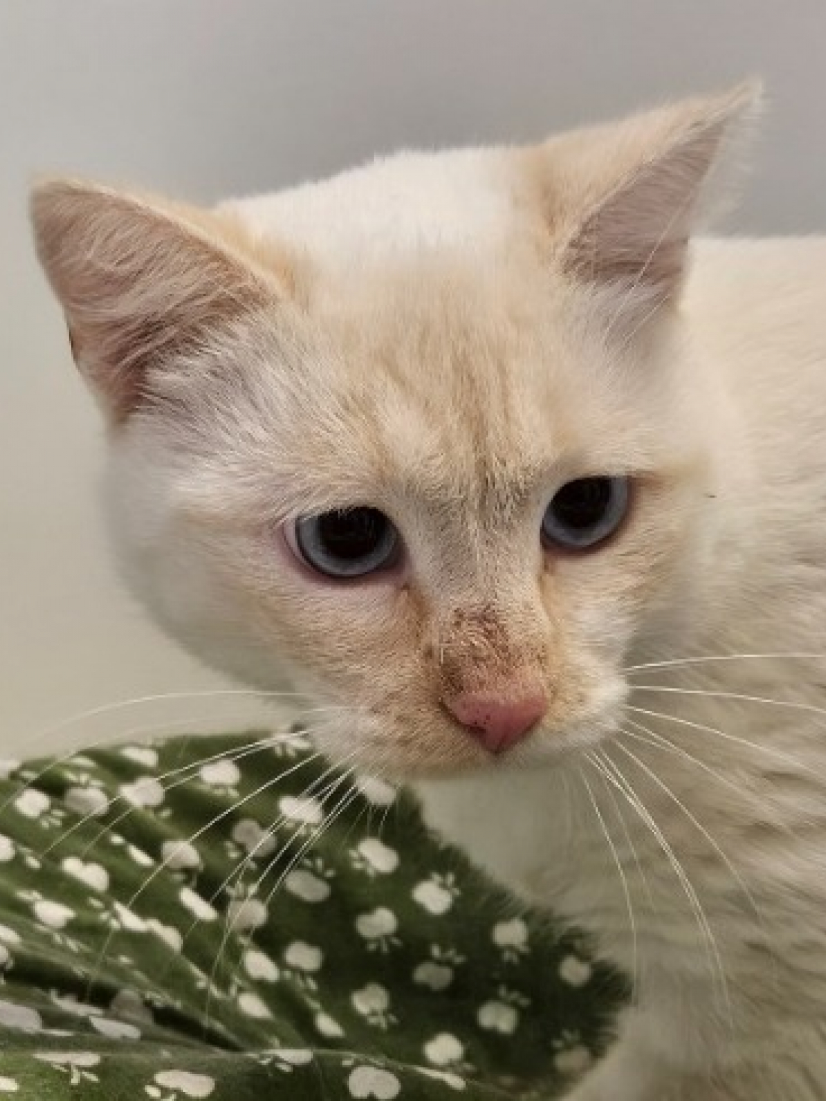 Kimi - Européen à adopter à Thionville (57) - Animaux.fr