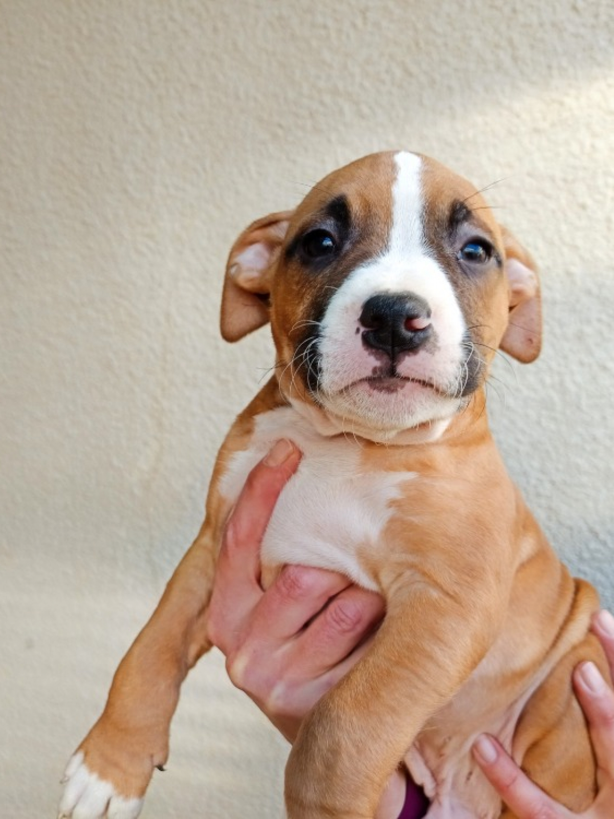 Orangina - Chien à adopter à Perpignan (66) - Animaux.fr