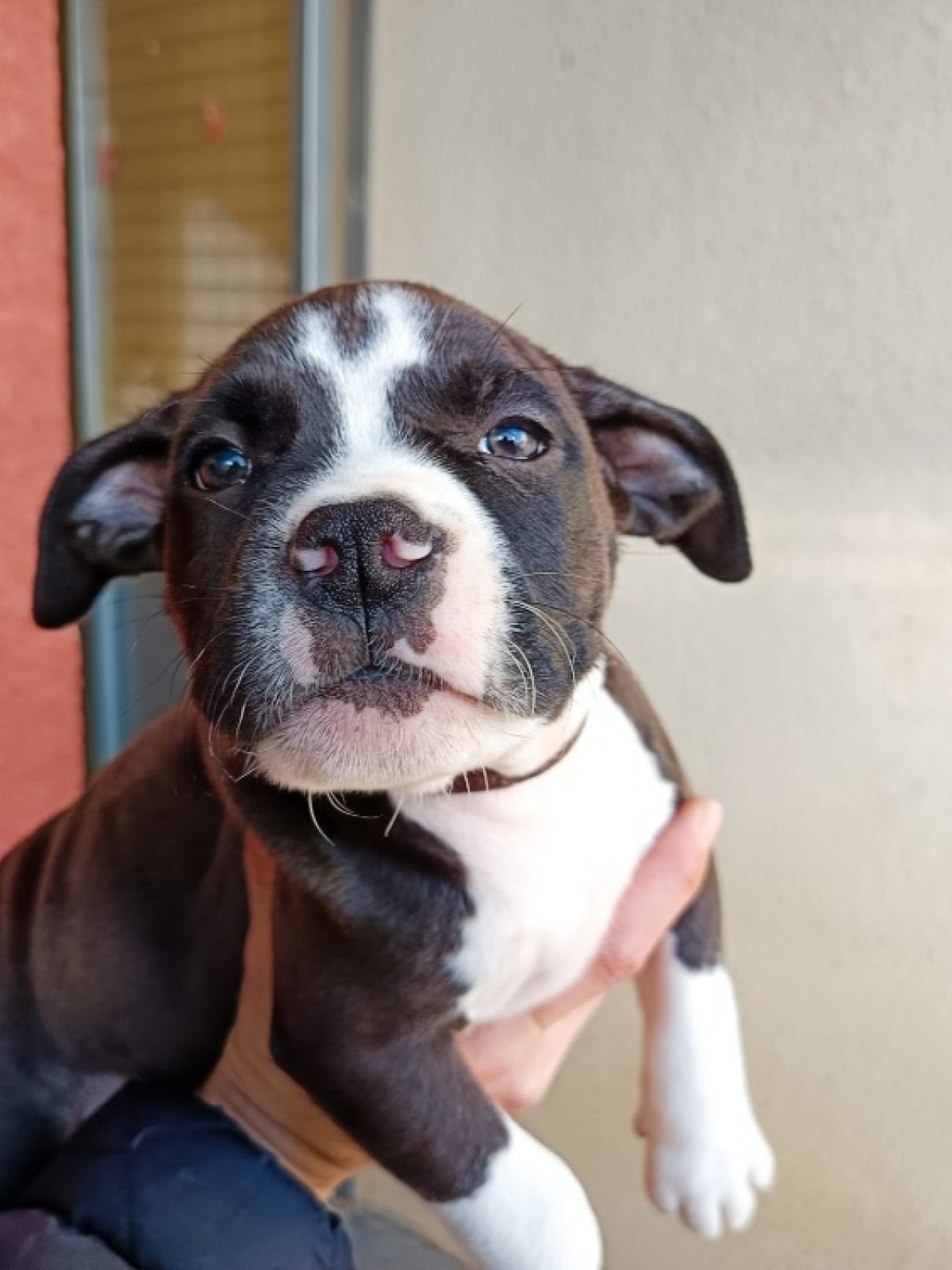 Picon - Chien à adopter à Perpignan (66) - Animaux.fr