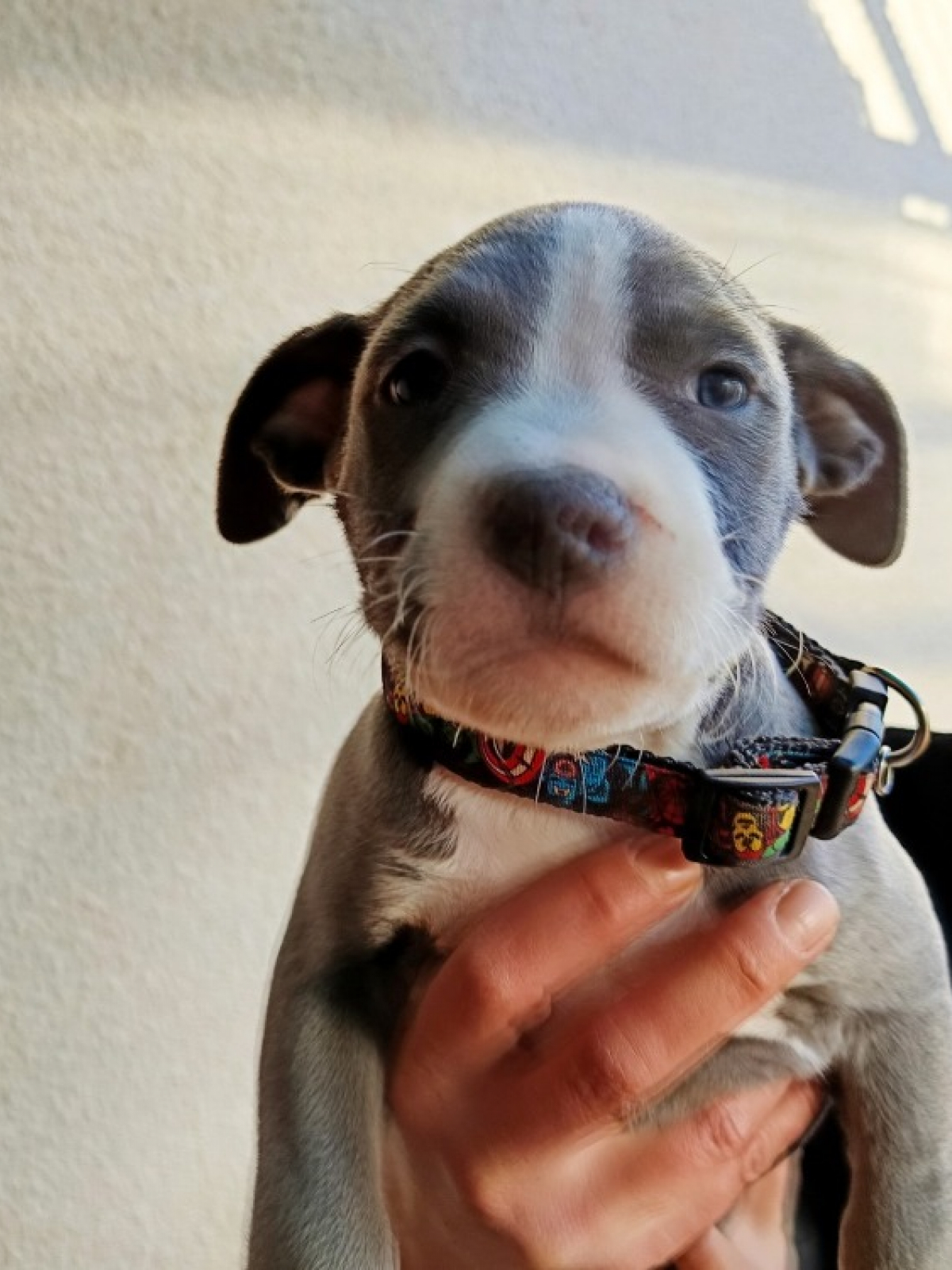Seven up - Chien à adopter à Perpignan (66) - Animaux.fr