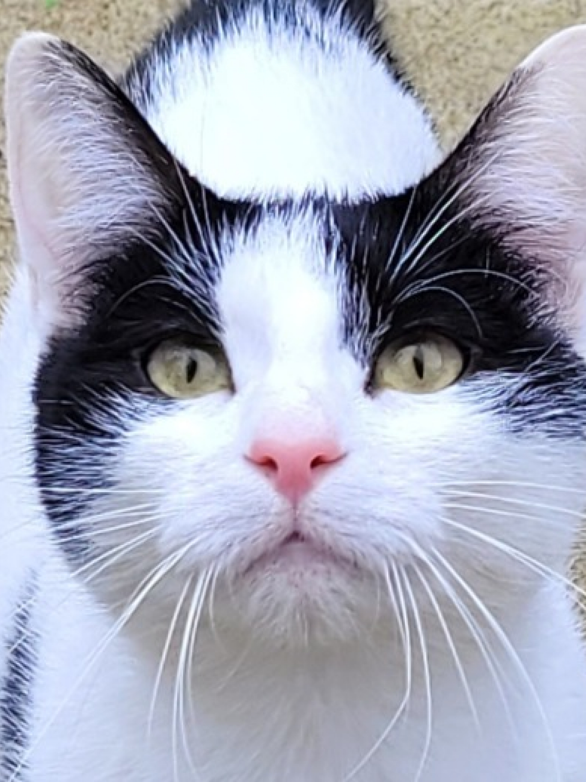 Gemma - Européen à adopter à Luynes (37) - Animaux.fr