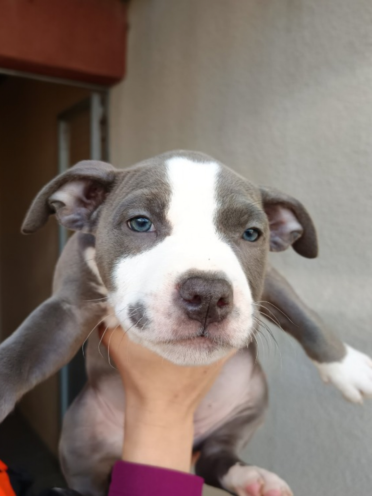 Malibu - Chien à adopter à Perpignan (66) - Animaux.fr