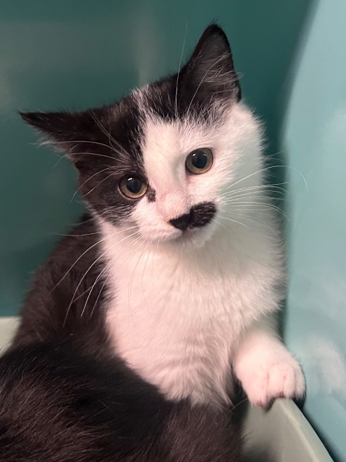 Chouki - Européen à adopter à Cluses (74) - Animaux.fr