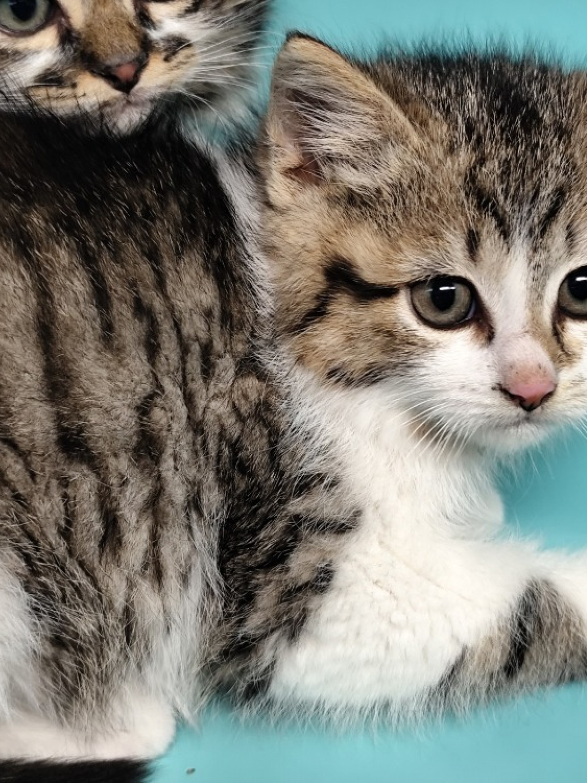 Shira - Européen à adopter à étalondes (76) - Animaux.fr