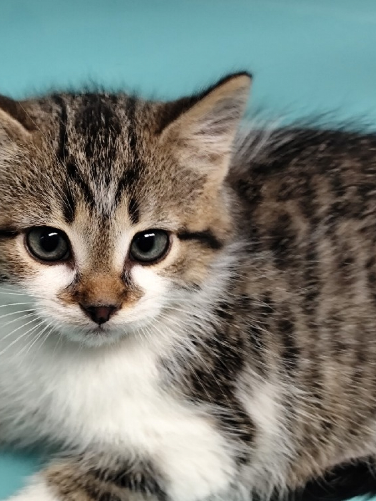 Marlo - Européen à adopter à Étalondes (76) - Animaux.fr
