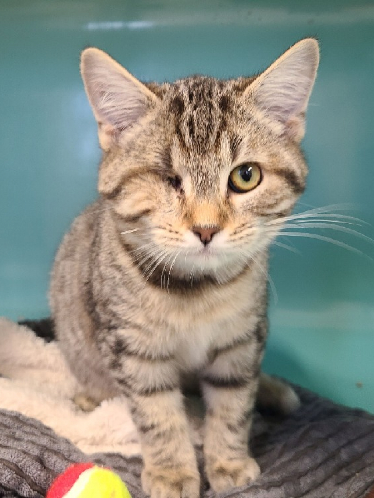 Mino - Européen à adopter à Saint-Pierre-du-Mont (40) - Animaux.fr