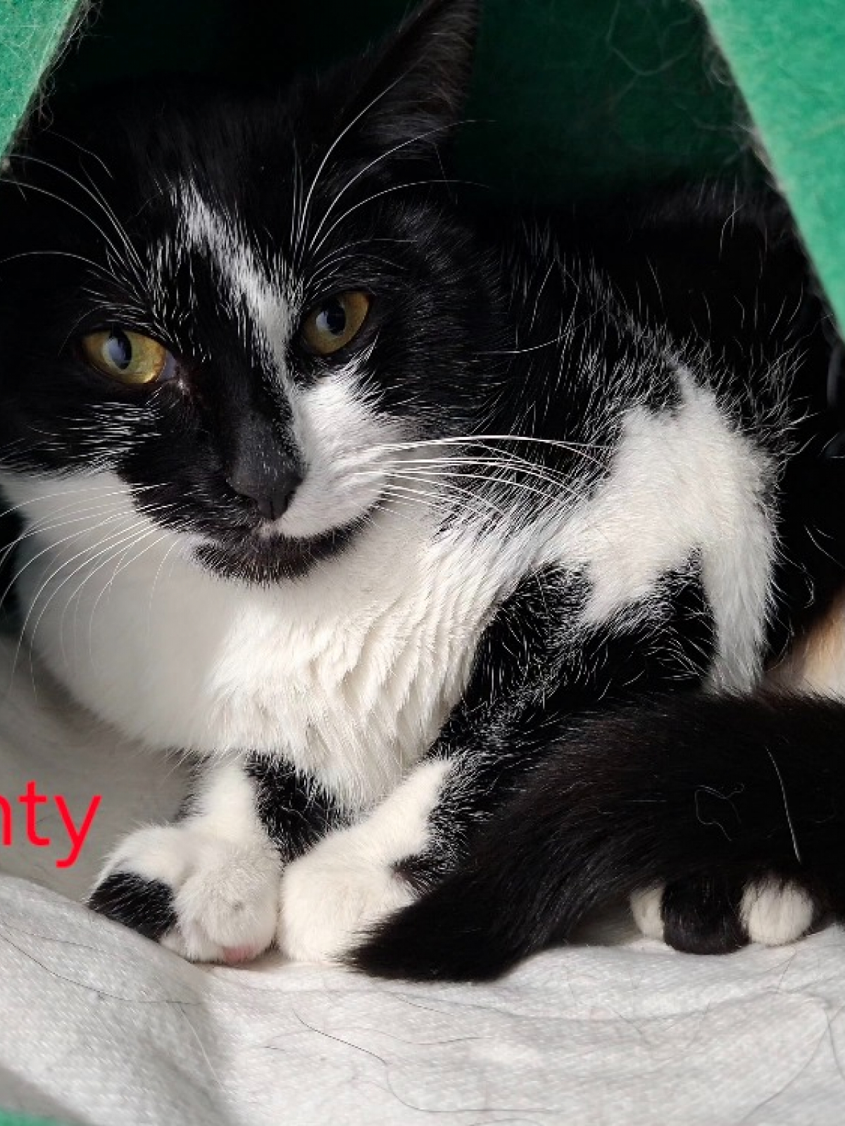Bounty - Européen à adopter à Poulainville (80) - Animaux.fr