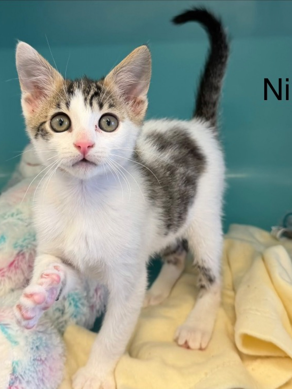 Nino - Européen à adopter à Poulainville (80) - Animaux.fr