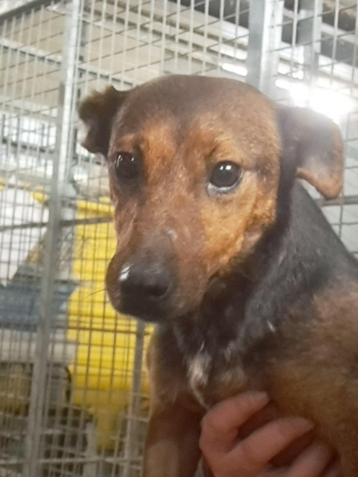 Gamme - Chien à adopter à Rennes (35) - Animaux.fr