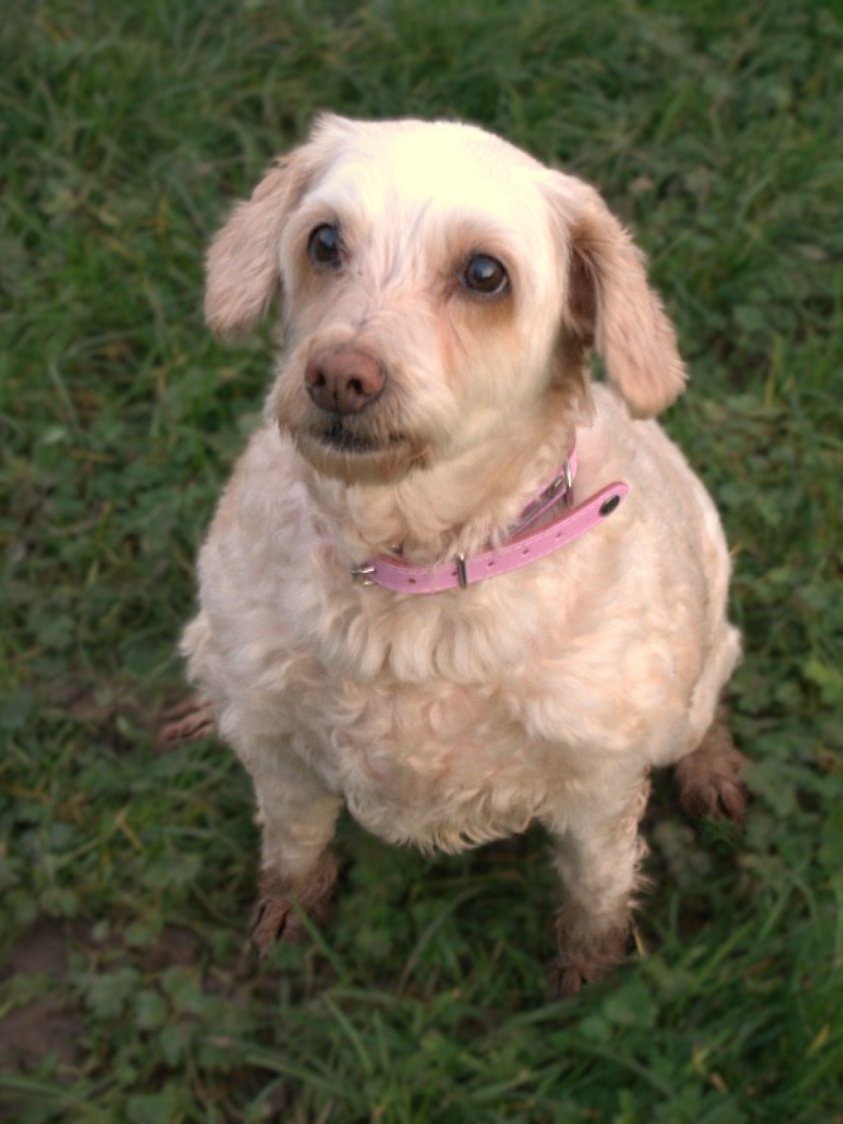 Chipie - Bichon à poil frisé à adopter à Tilloy-lès-Mofflaines (62 ...