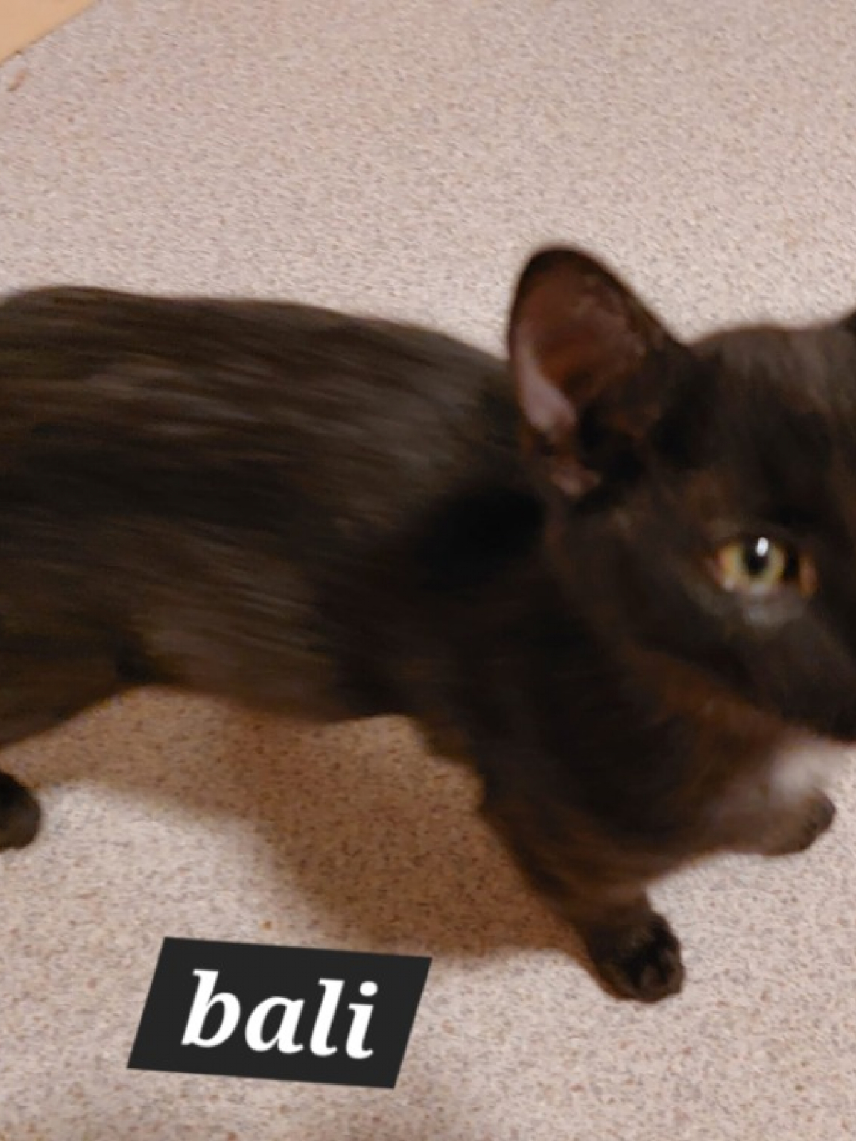 Bali - Européen à adopter à Rennes (35) - Animaux.fr