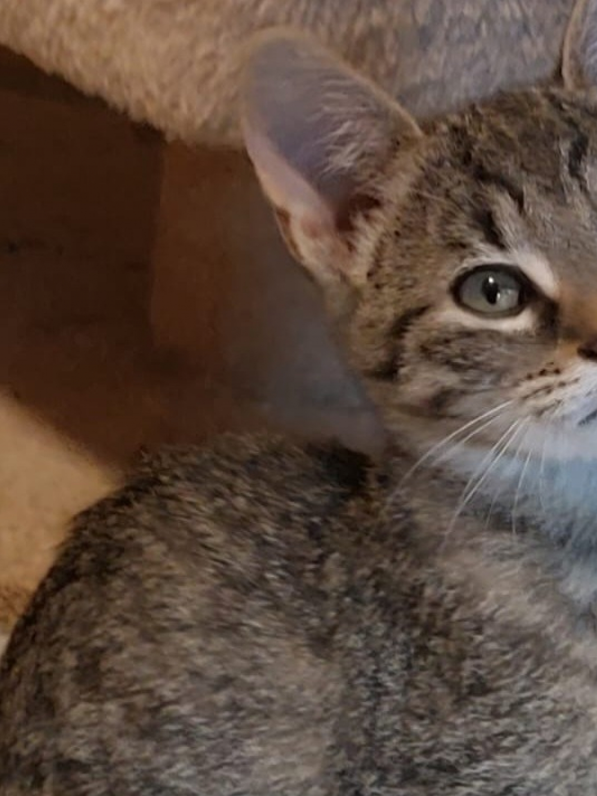 Corse - Européen à adopter à Rennes (35) - Animaux.fr