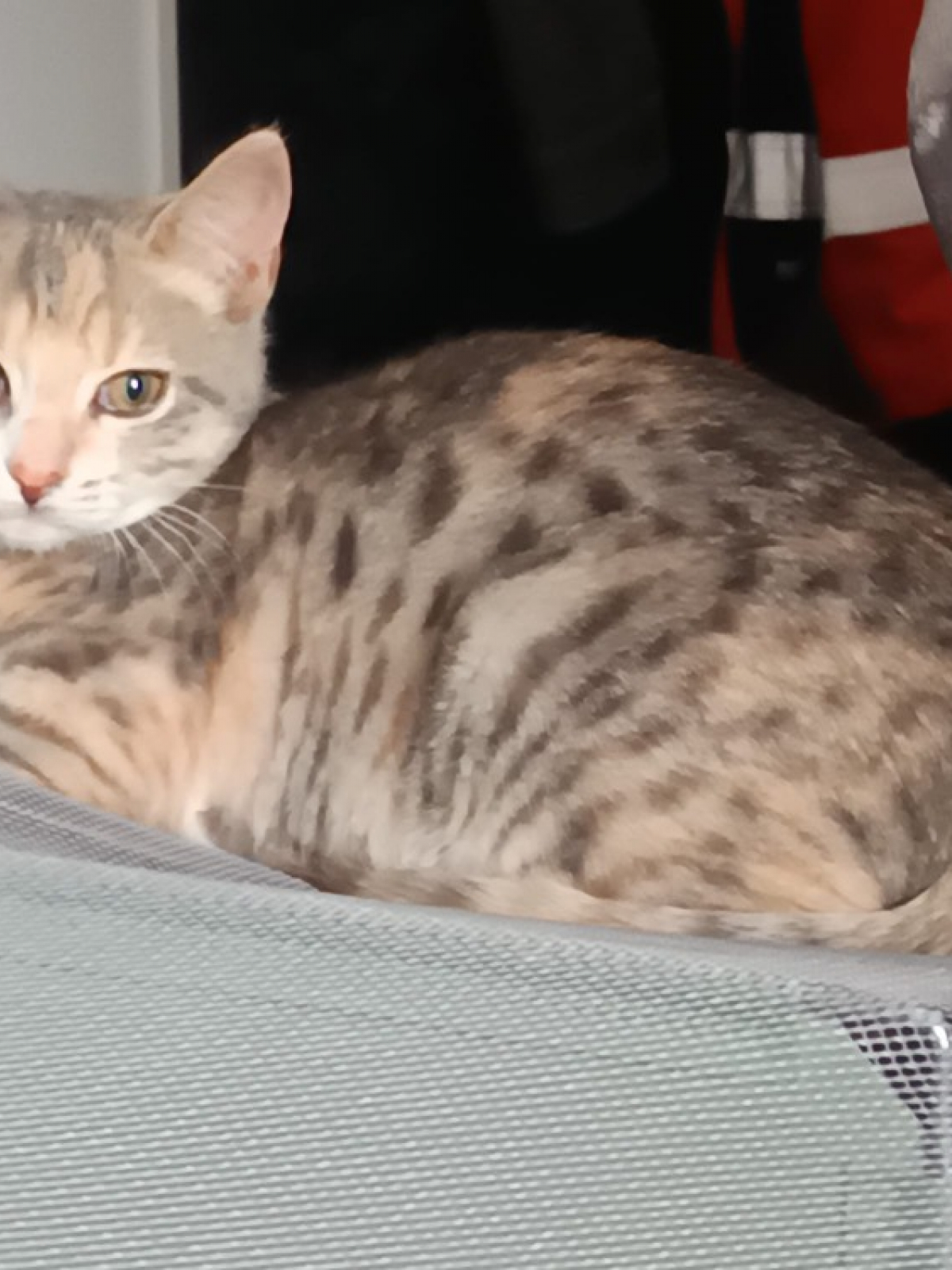 Derby - Chat à adopter à Rennes (35) - Animaux.fr