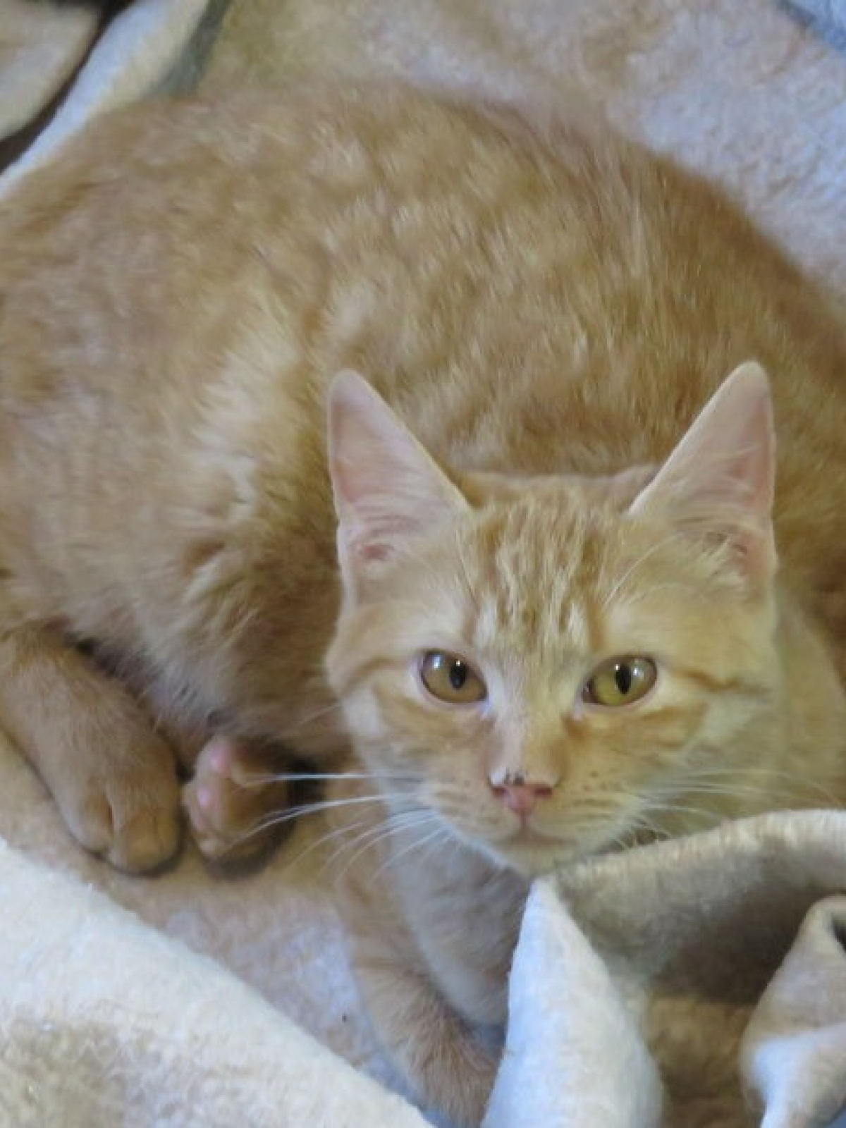 Curry - Européen à adopter à Mirepoix (09) - Animaux.fr