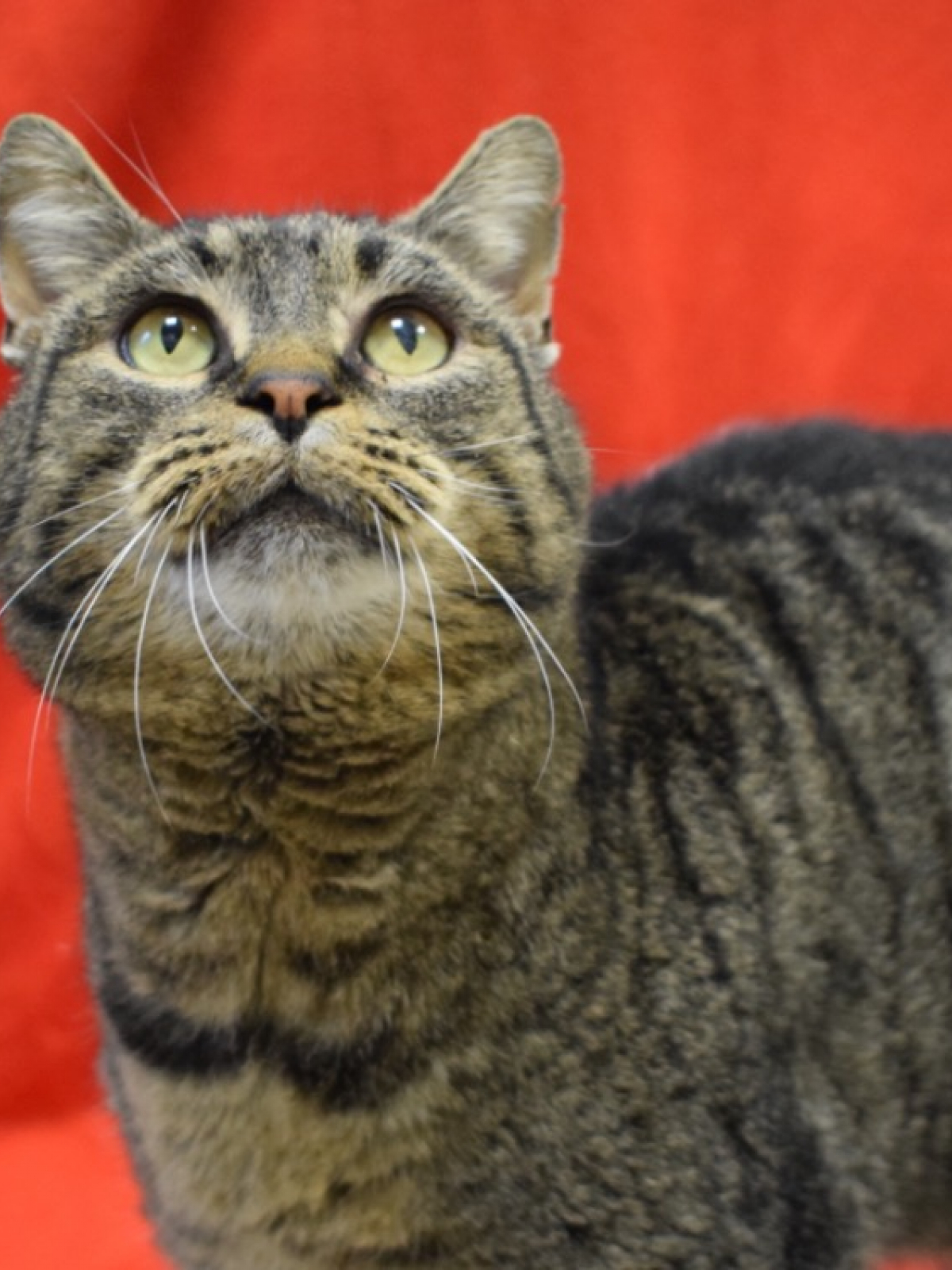 Folklo - Européen à adopter à Pornic (44) - Animaux.fr