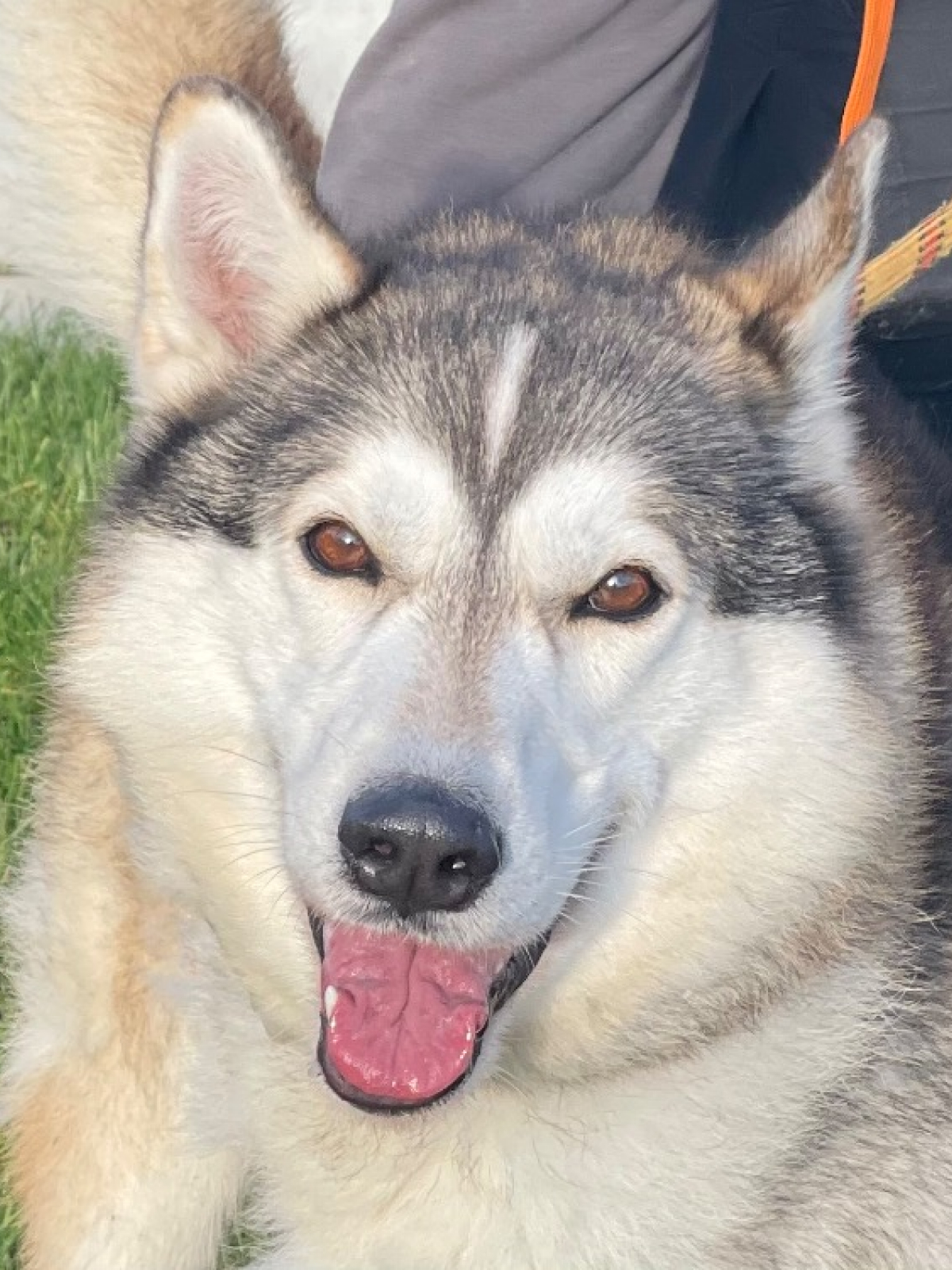 Reski - Husky Sibérien à adopter à Gennevilliers (92) - Animaux.fr