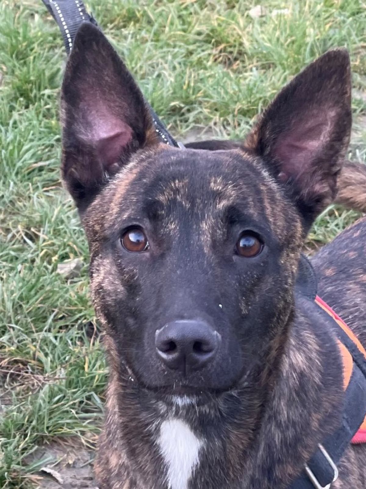 MinkaÏ - Chien à adopter à Gennevilliers (92) - Animaux.fr