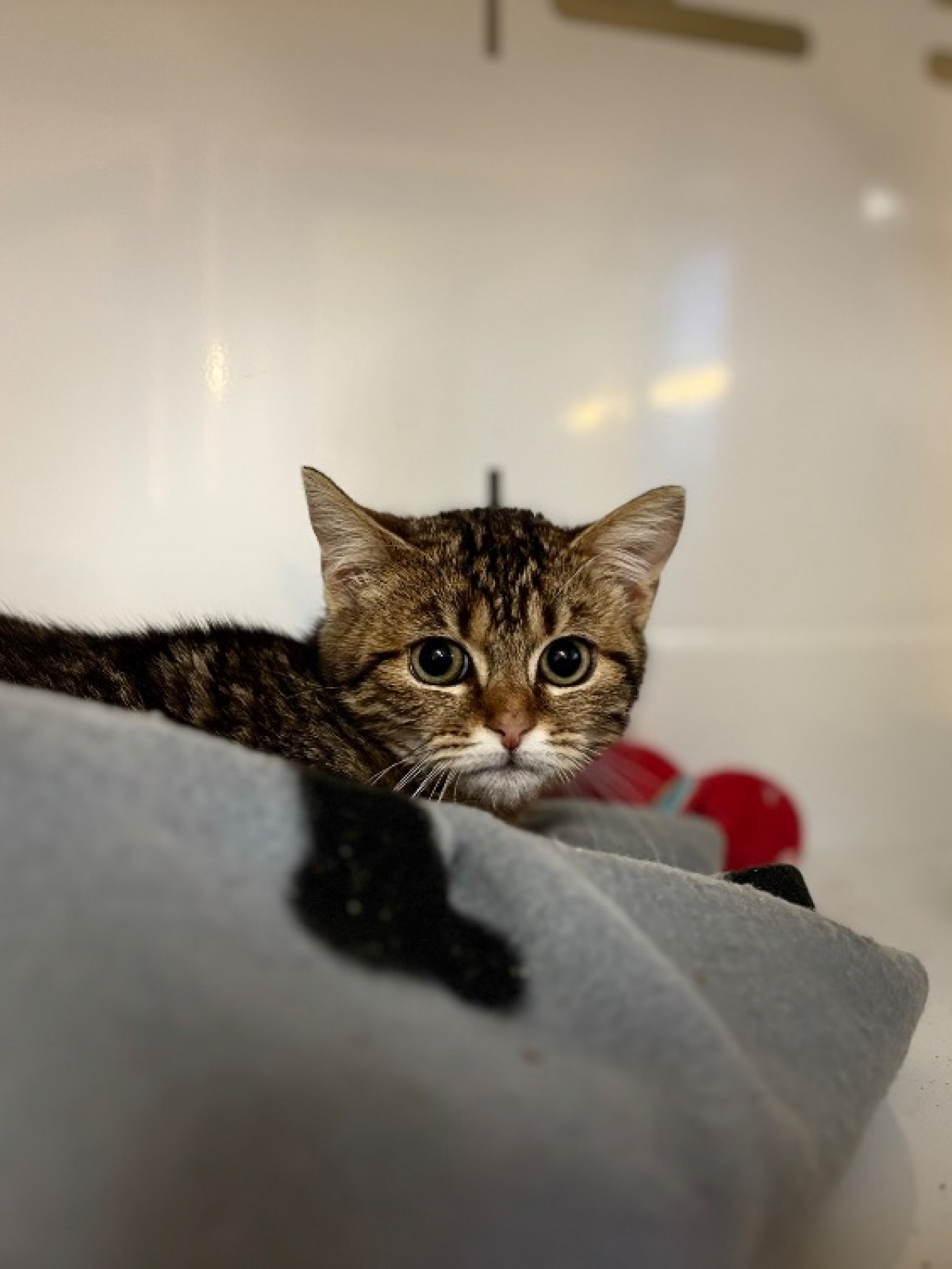 Marlou - Européen à adopter à Thionville (57) - Animaux.fr