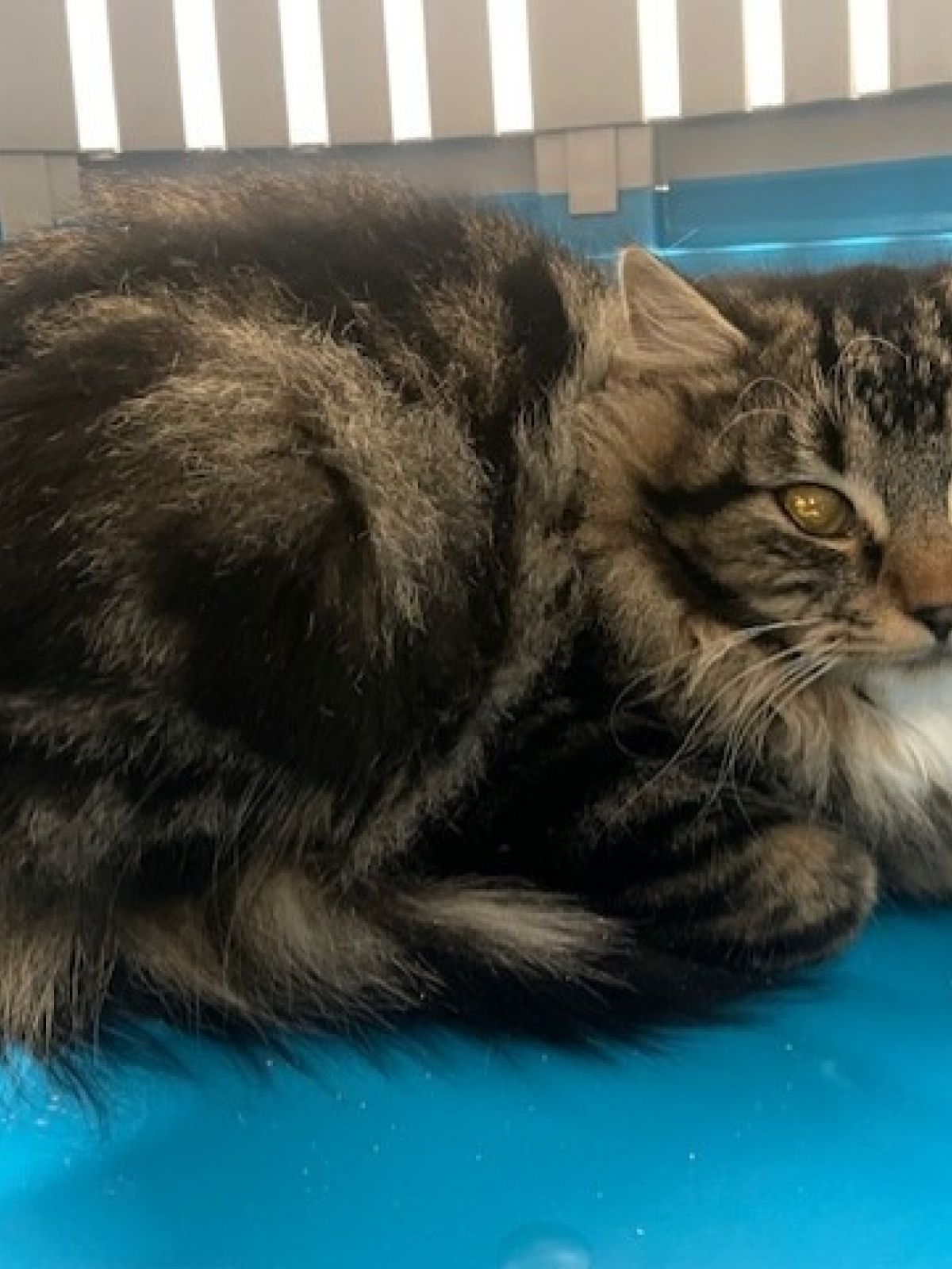 Pakina - Européen à adopter à Pornic (44) - Animaux.fr