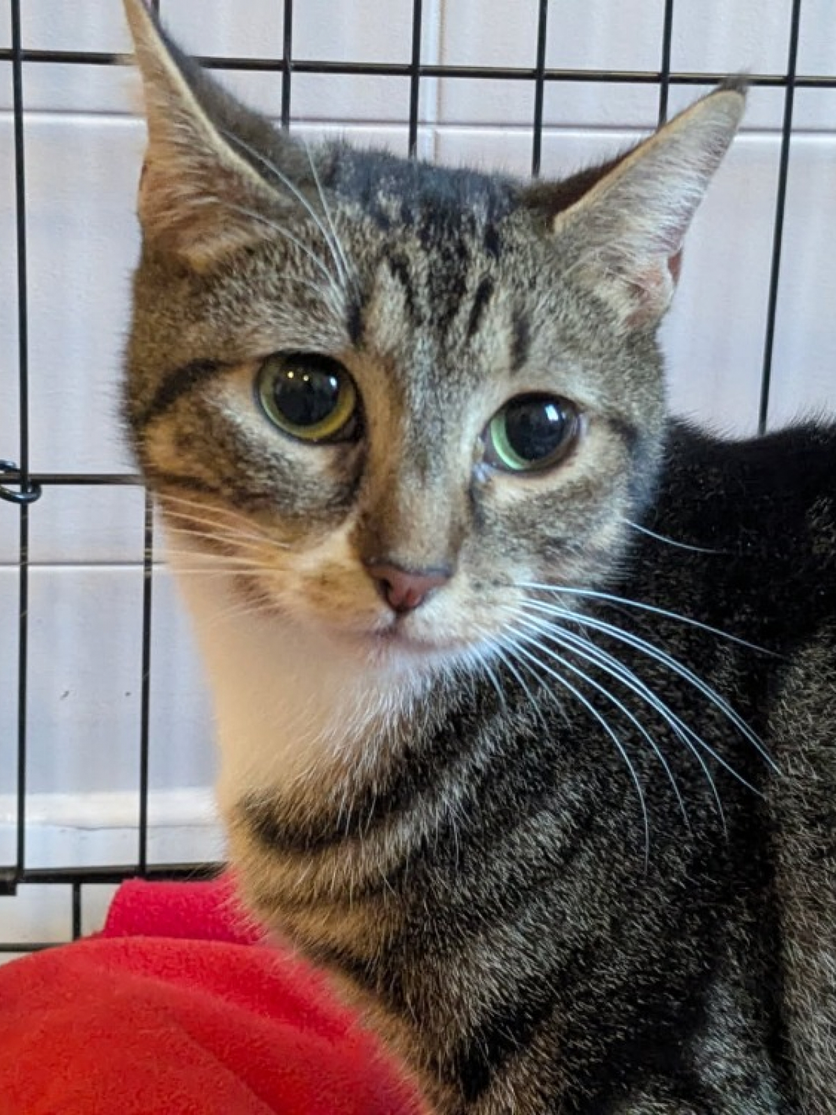 Mei - Européen à adopter à Tourcoing (59) - Animaux.fr